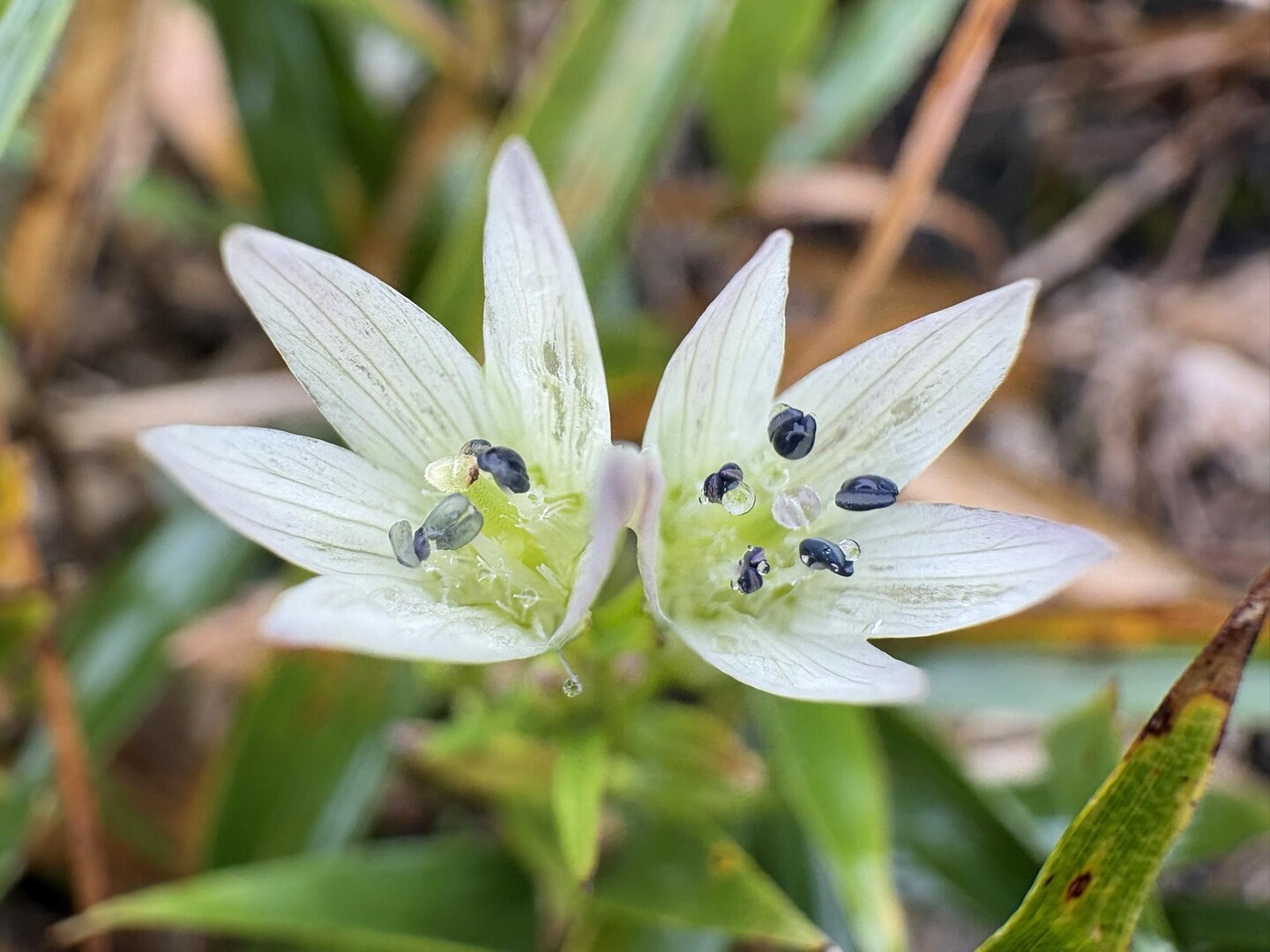 ☔️の中😓datinさんと由布岳（東峰... / GGファルカンさんのモーメント | YAMAP / ヤマップ