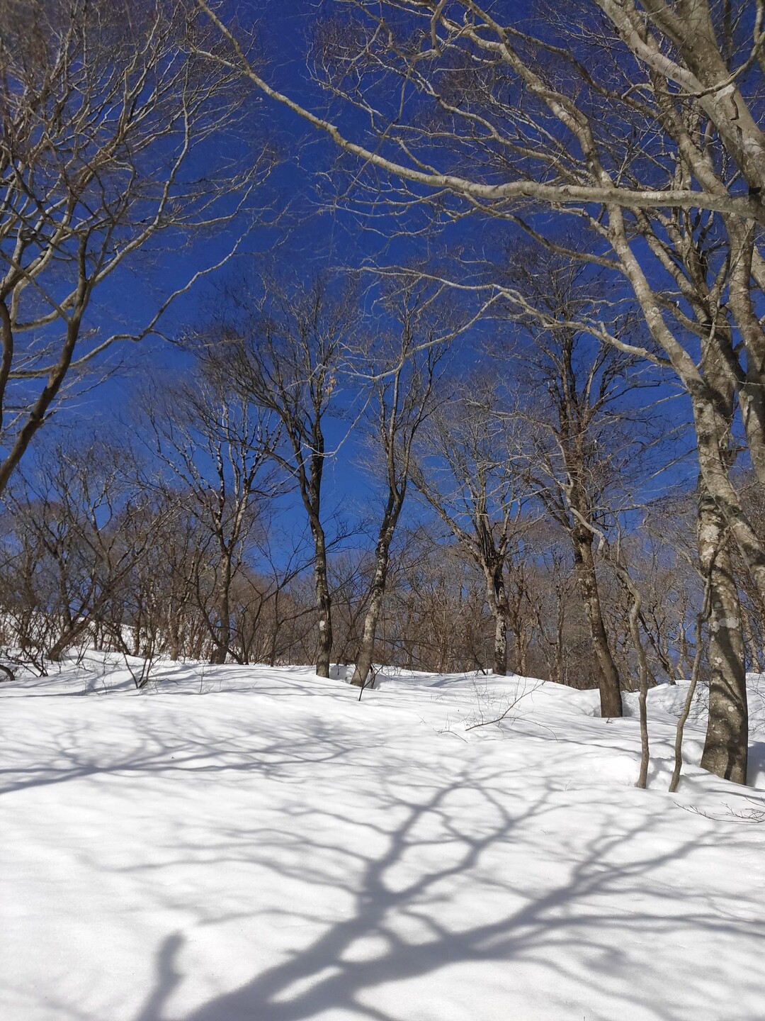 3rd スノ−シュ− 高島トレイル2/ （愛発越〜乗鞍岳〜黒河峠）まいりました / ひでokさんの三国山・乗鞍岳・赤坂山の活動日記 | YAMAP / ヤマップ