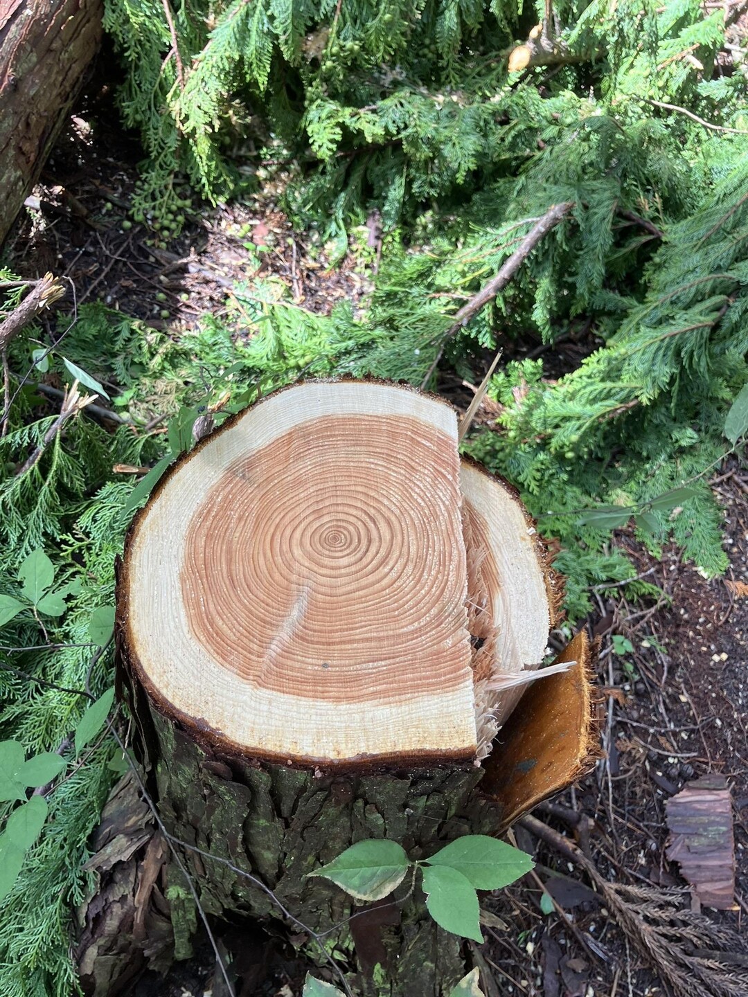 寧比曽岳 / くぅのすけさんの寧比曽岳・筈ヶ岳・出来山の活動データ | YAMAP / ヤマップ