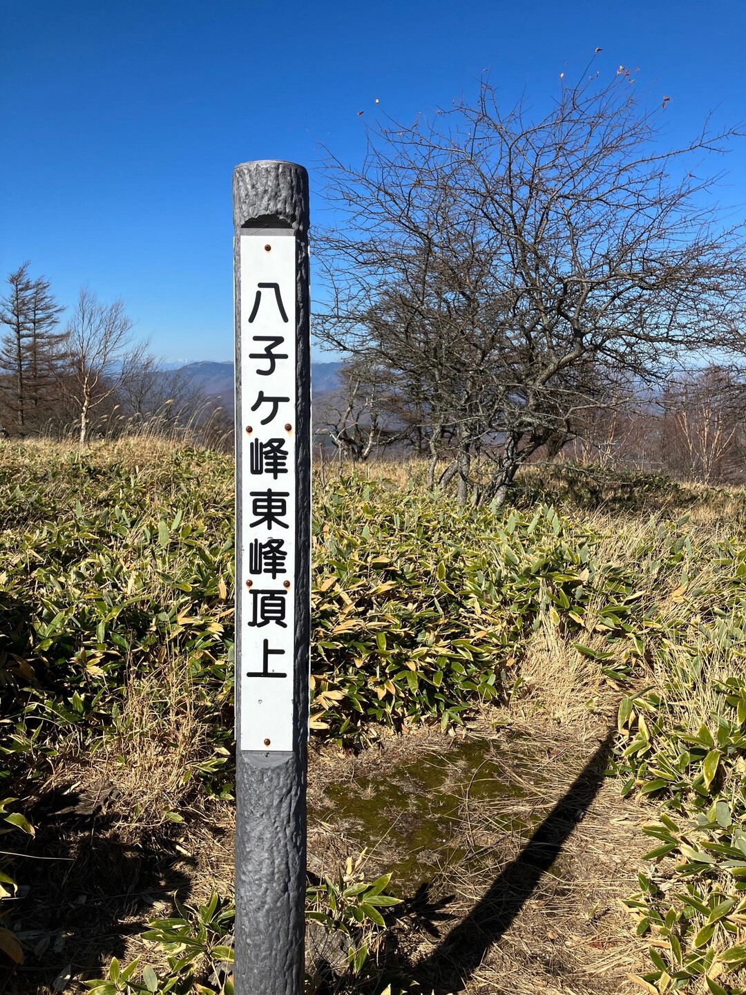 八子ヶ峰東峰・八子ヶ峰西峰 / haiziさんの蓼科山・横岳・縞枯山の活動データ | YAMAP / ヤマップ