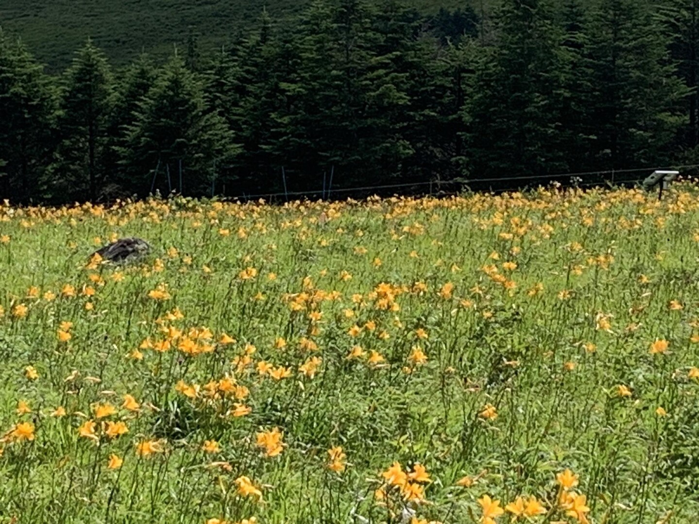 霧ヶ峰（車山） / Yu〜sanさんの霧ヶ峰・車山・大笹峰の活動データ | YAMAP / ヤマップ