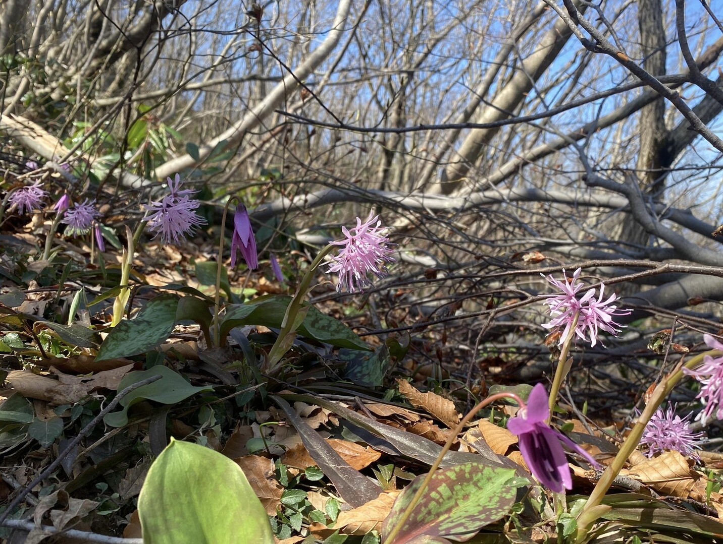 春爛漫 弥彦山- 多宝山 / mtakoさんの弥彦山・多宝山・雨乞山の活動データ | YAMAP / ヤマップ