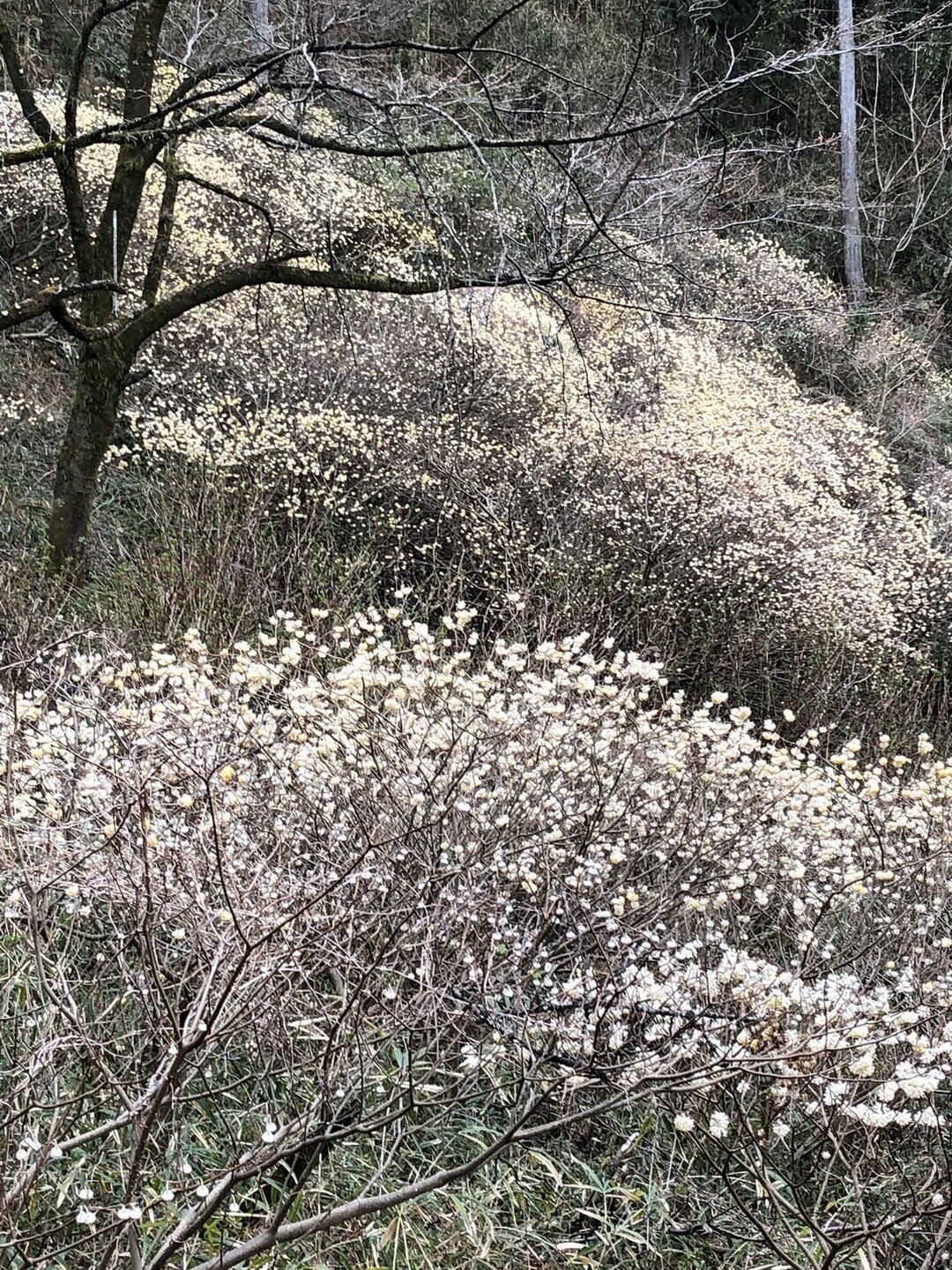 白山 / Hiro.Pさんの大山の活動データ | YAMAP / ヤマップ