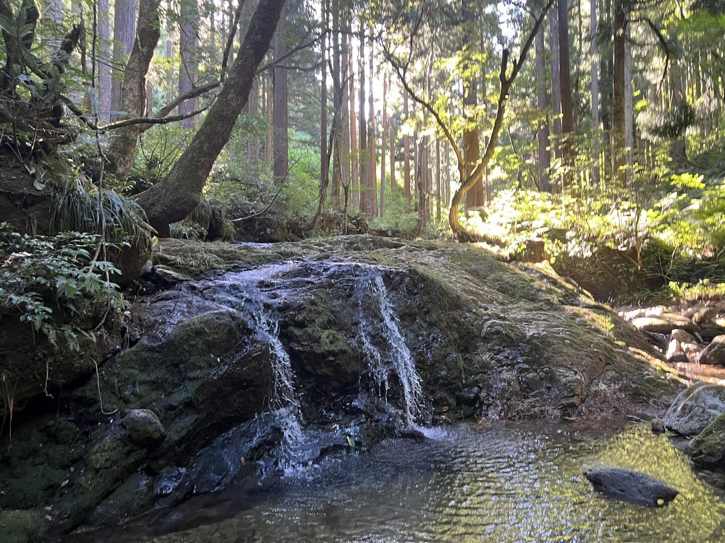 イオーマタ谷〜富士写ヶ岳 沢登り ️ / yamakazuさんのモーメント | YAMAP / ヤマップ