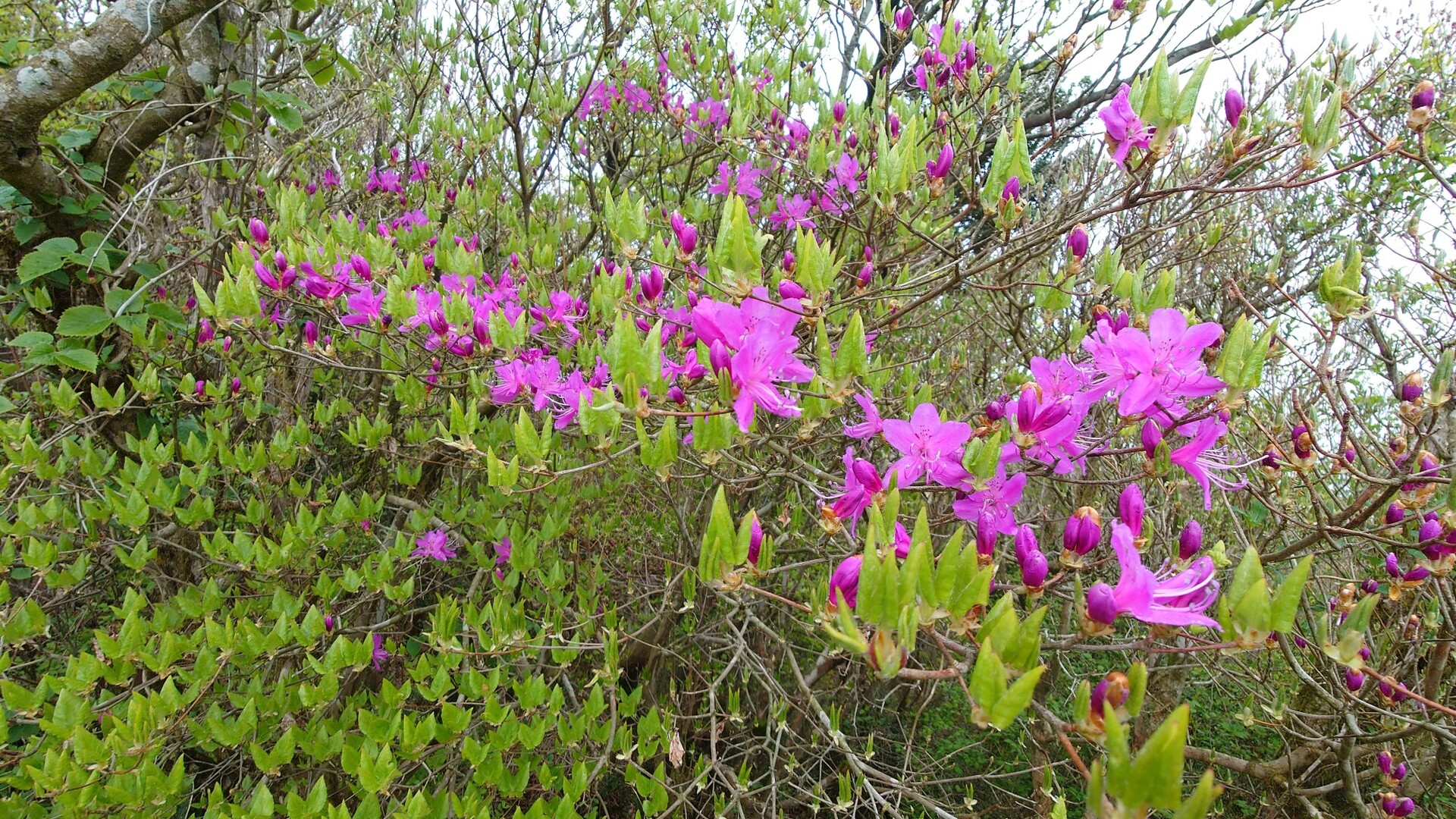 坊主が滝から花乱の滝、金山周回 / おばたかさんの脊振山・金山の活動日記 | YAMAP / ヤマップ