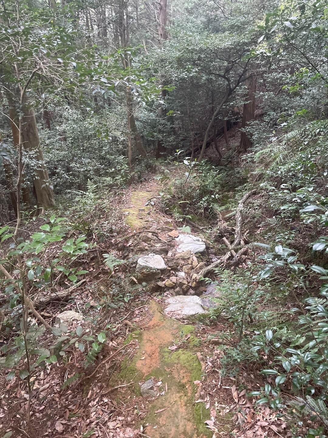 ぬらまつさんの投稿したフィールドメモ | YAMAP / ヤマップ