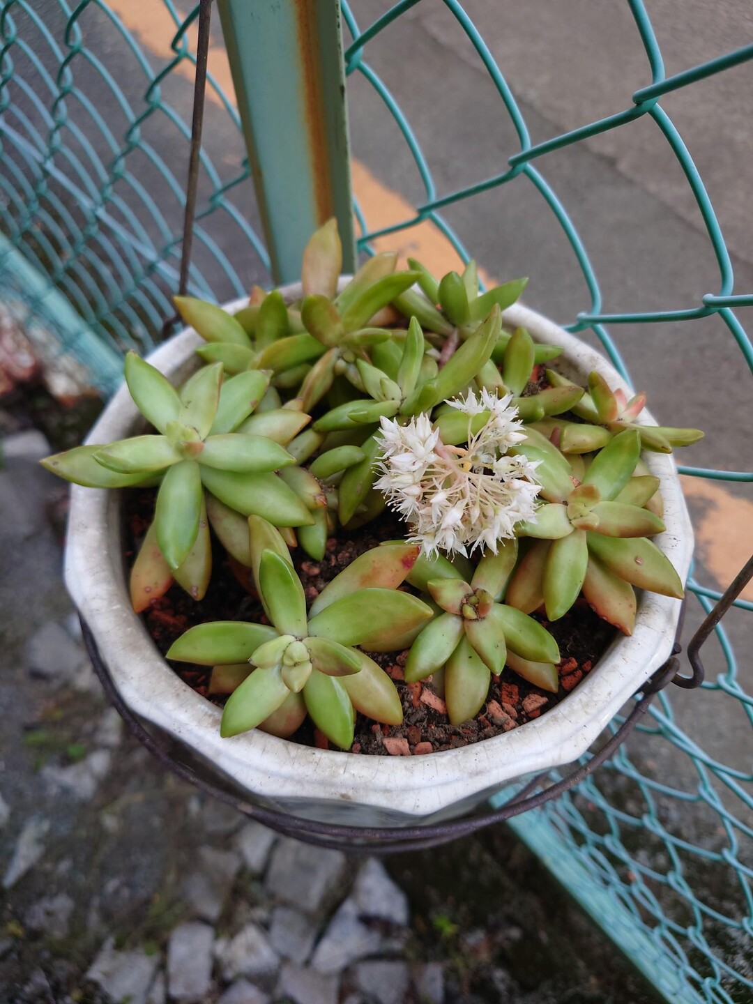 セダムを植え替えてみた。 ついでに傍らの... / dewarsさんのモーメント | YAMAP / ヤマップ