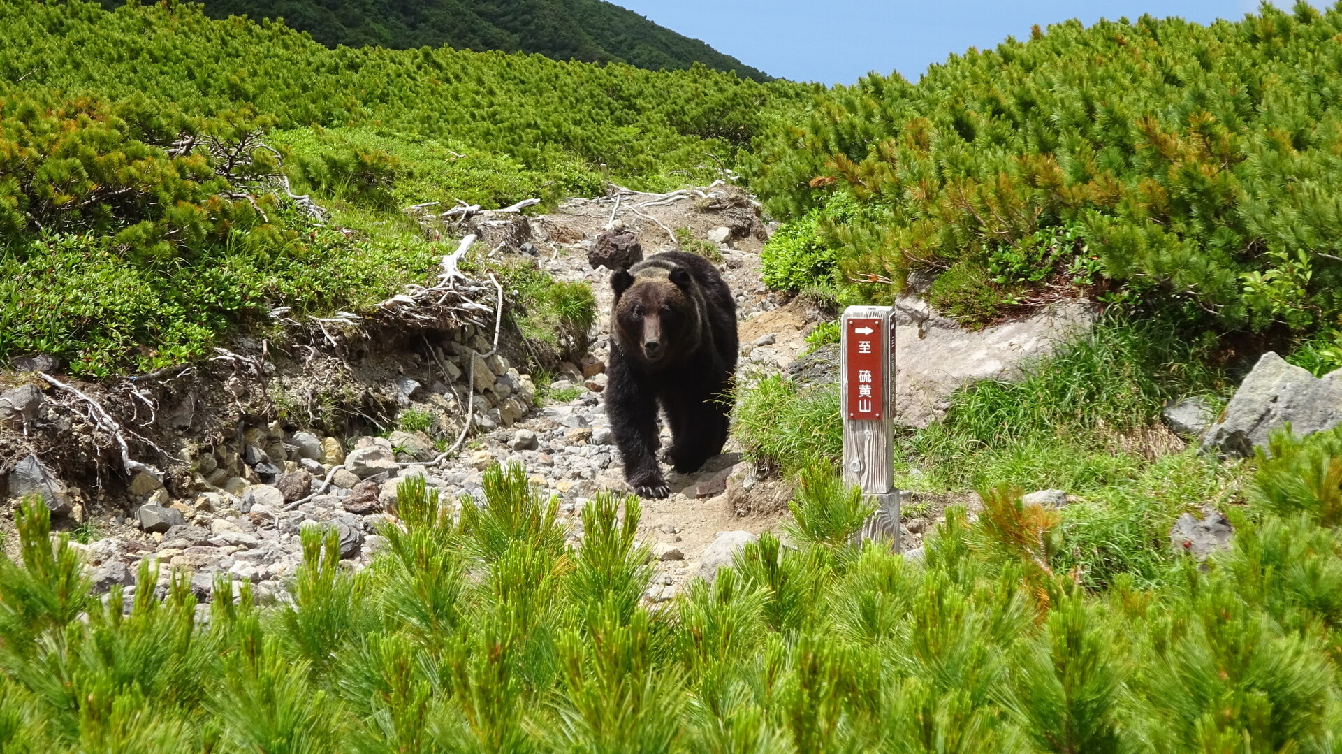 登山道から熊が来た 羅臼岳（硫黄山から縦走） / yuki chanさんの羅臼岳・硫黄山（知床）・羅臼湖の活動データ | YAMAP / ヤマップ