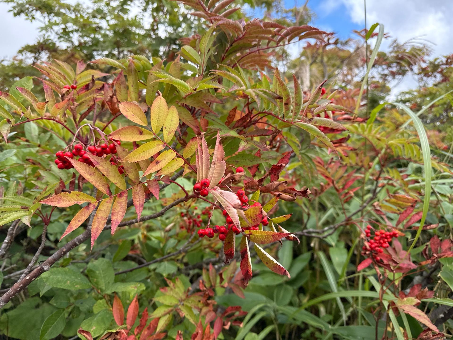 東栗駒山・栗駒山 東コースからの周回 East side of Mt Kurikoma cirkit in early autumn ...