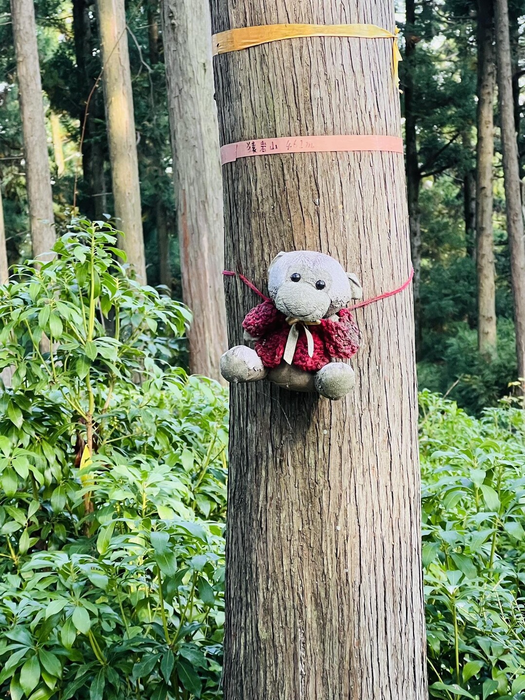 猿岩山, 峰山 & 越生駒ヶ岳 / Amy(エイミー)さんの関八州見晴台の活動データ | YAMAP / ヤマップ