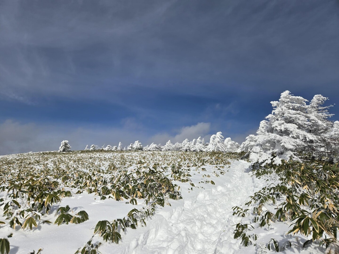 南沢山・横川山（湯舟沢山） / TEPPY さんの恵那山・大判山・神坂山の活動データ | YAMAP / ヤマップ