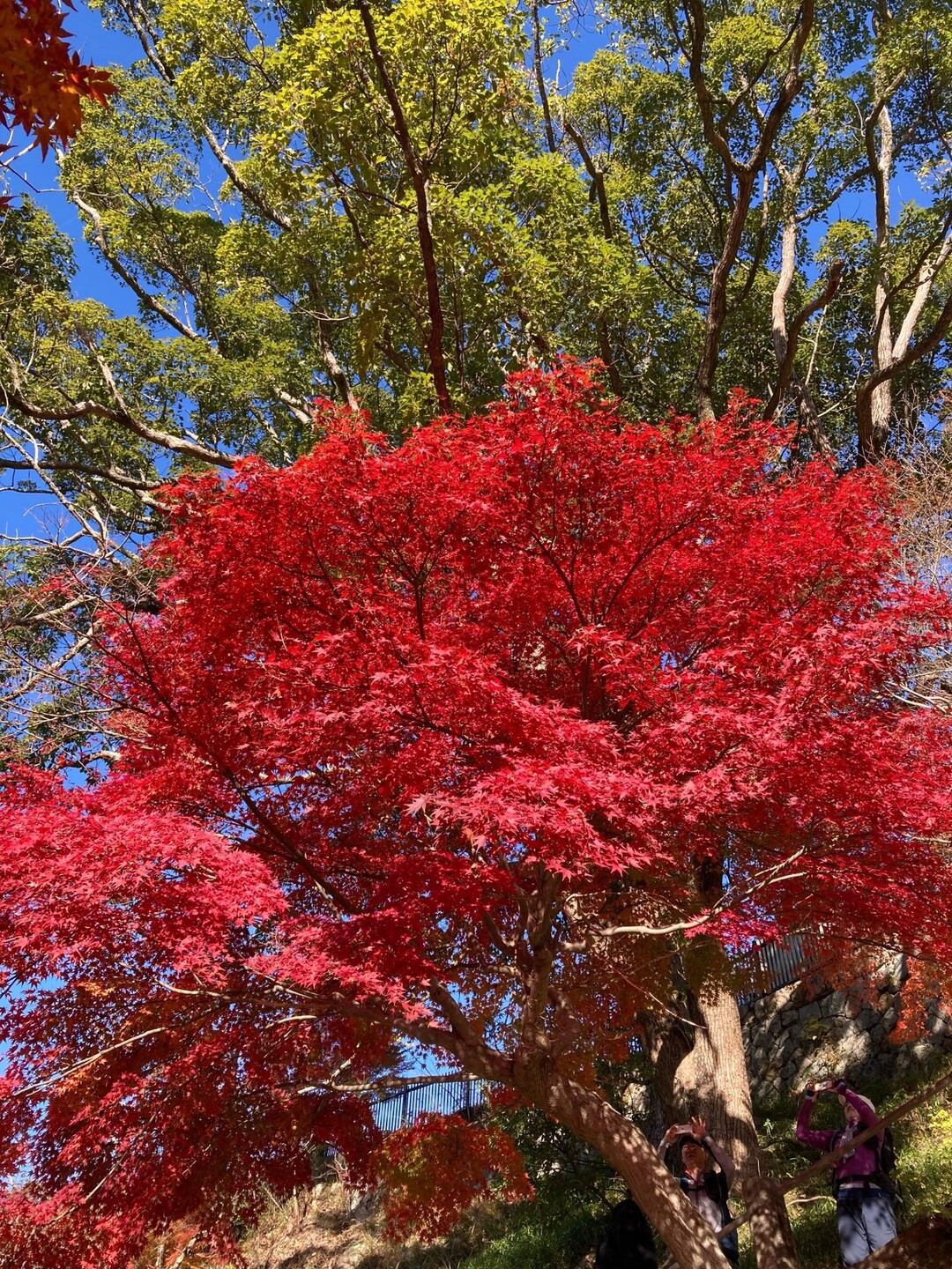 R6.12.8 摩耶山 / こじかさんの六甲山・長峰山・摩耶山の活動日記 | YAMAP / ヤマップ