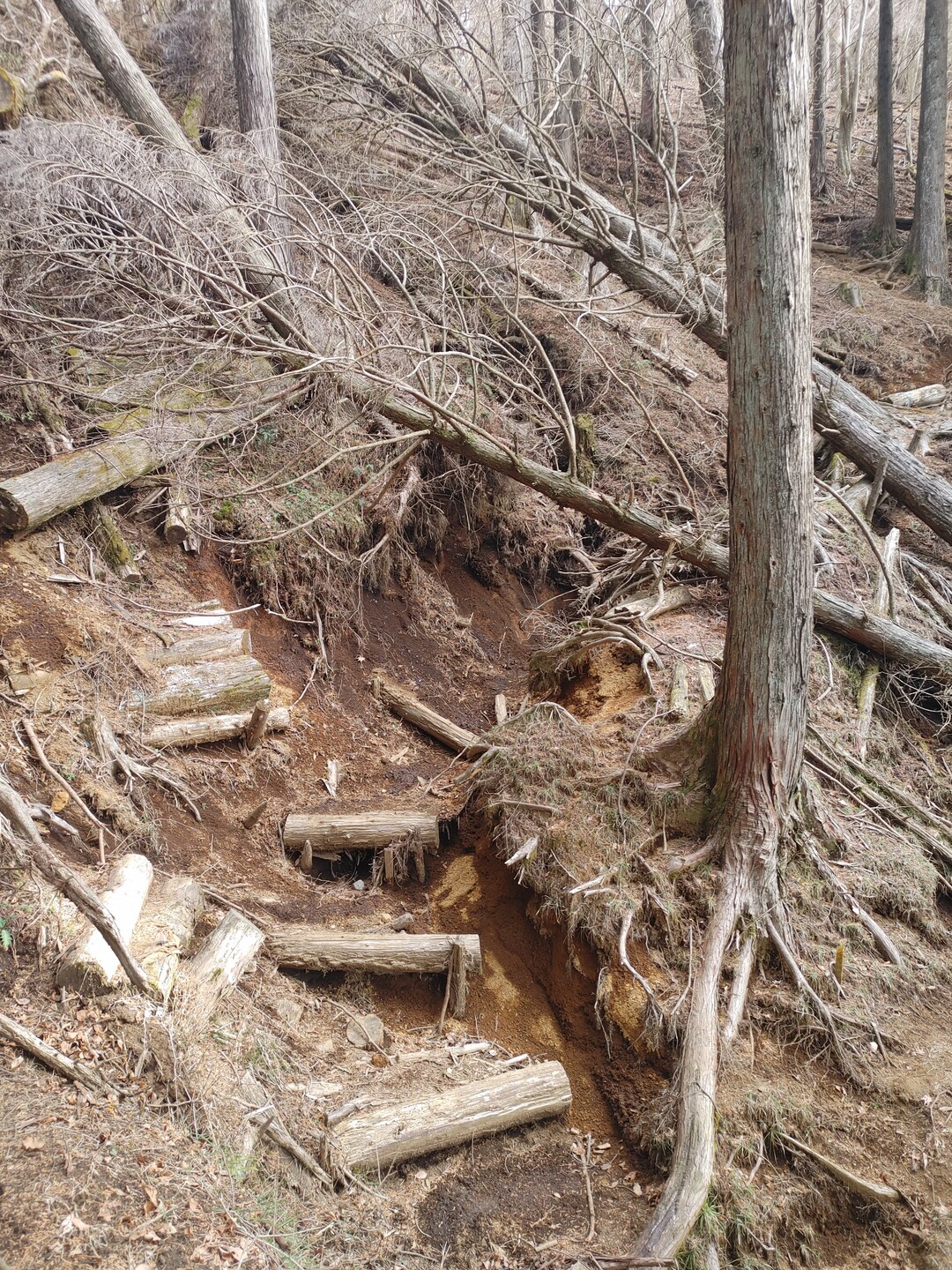 dodoさんの投稿したフィールドメモ | YAMAP / ヤマップ