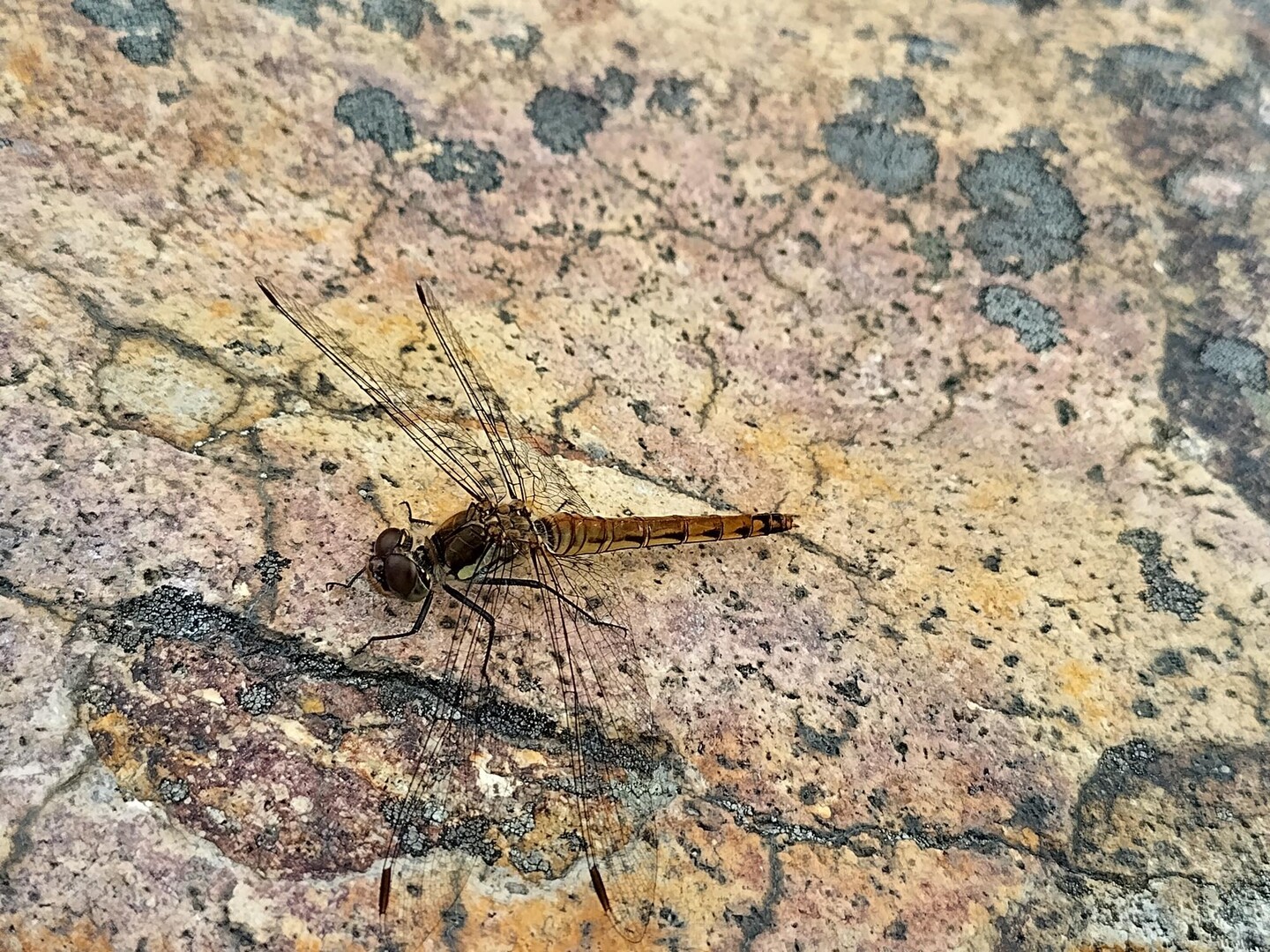 吾妻小富士 / Tingalinさんの吾妻山・一切経山の活動データ | YAMAP / ヤマップ