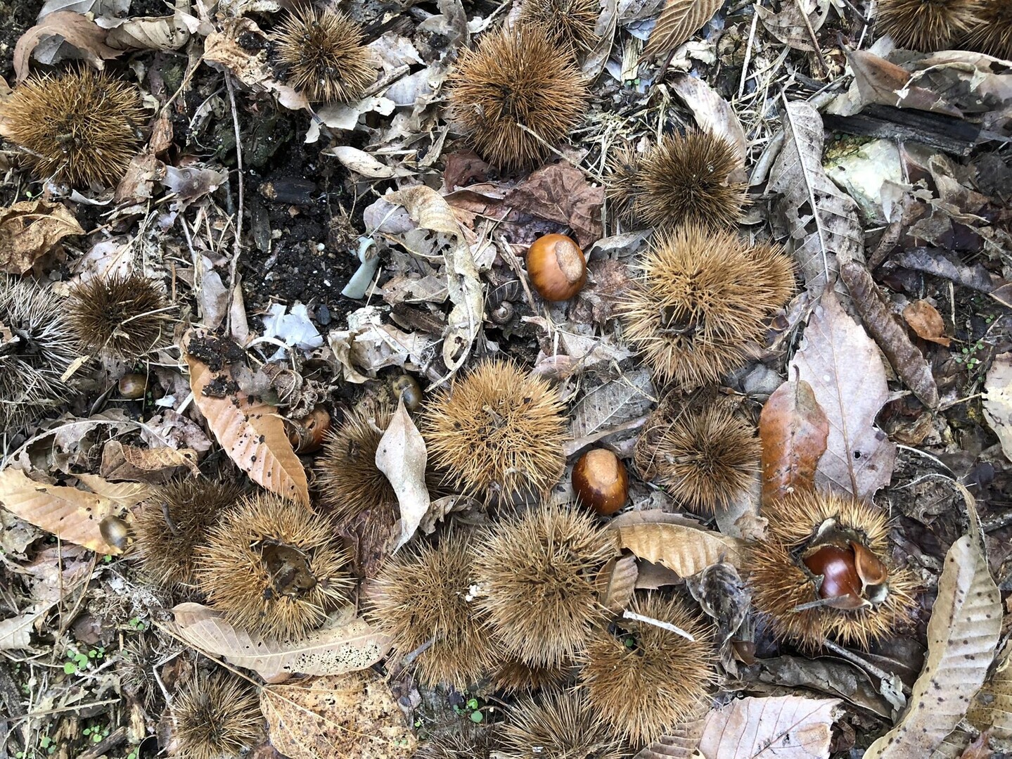 短い秋 🌰栗やドングリを裏山で確認しま... / SCORE さんのモーメント | YAMAP / ヤマップ