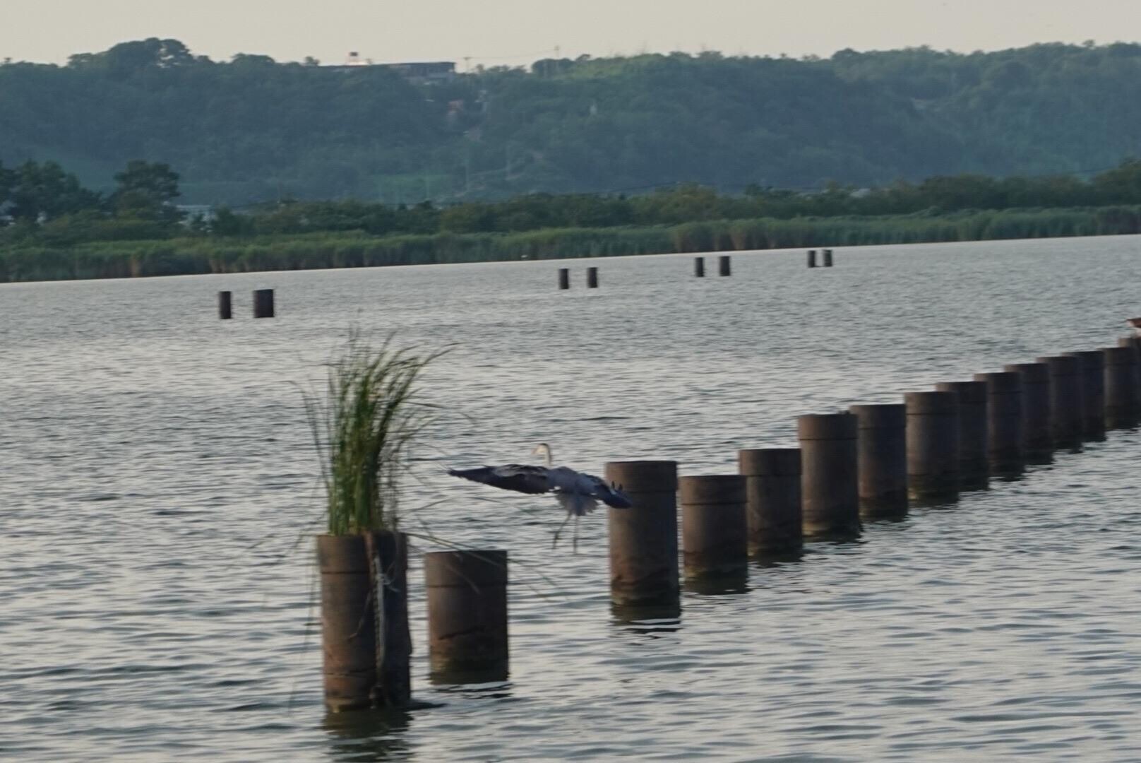 飛ぶ鳥の撮影は難しいんですね🤨 家路を... / mag.hさんのモーメント | YAMAP / ヤマップ