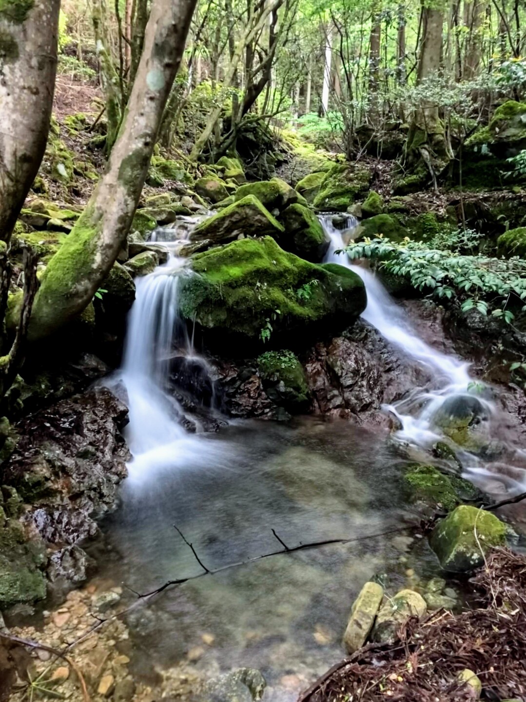 行者岳 癒しの道😌 / bin0724さんの行者岳の活動データ | YAMAP / ヤマップ
