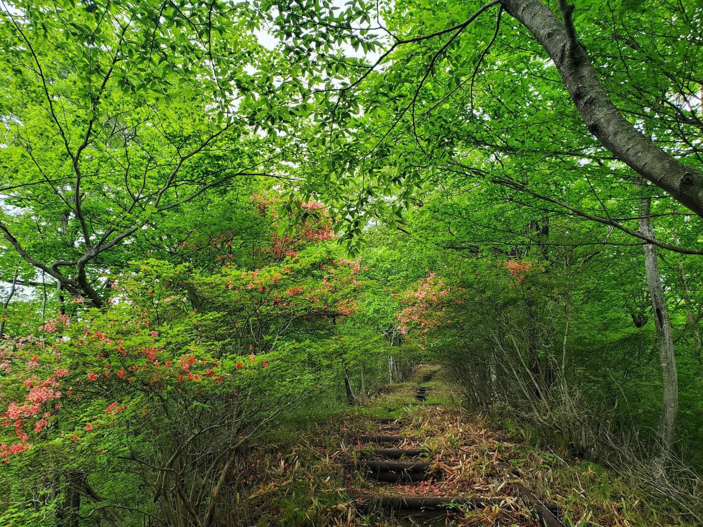 朝香嶺 / u.aさんの赤城山・黒檜山・荒山の活動日記 | YAMAP / ヤマップ