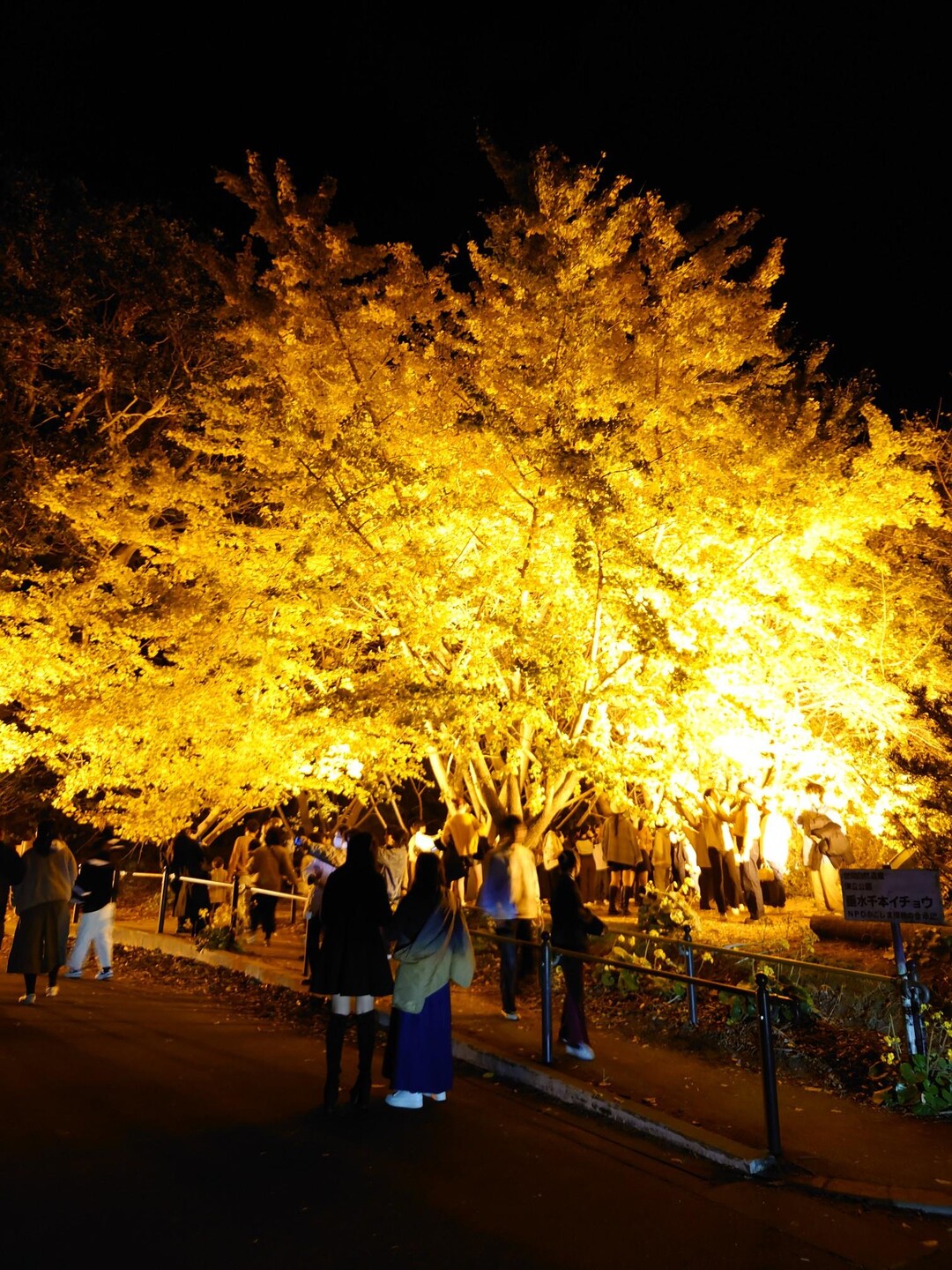 垂水 千本イチョウ / 🔰 mochaさんのウォーキングの活動データ | YAMAP / ヤマップ