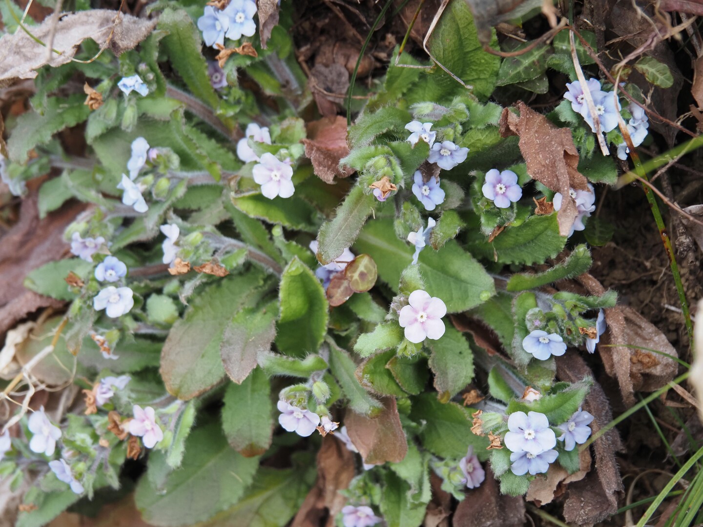 JR相模湖駅からの城山（小仏城山）／景信山ハイキング / フジヤマさんの高尾山・陣馬山・景信山の活動日記 | YAMAP / ヤマップ