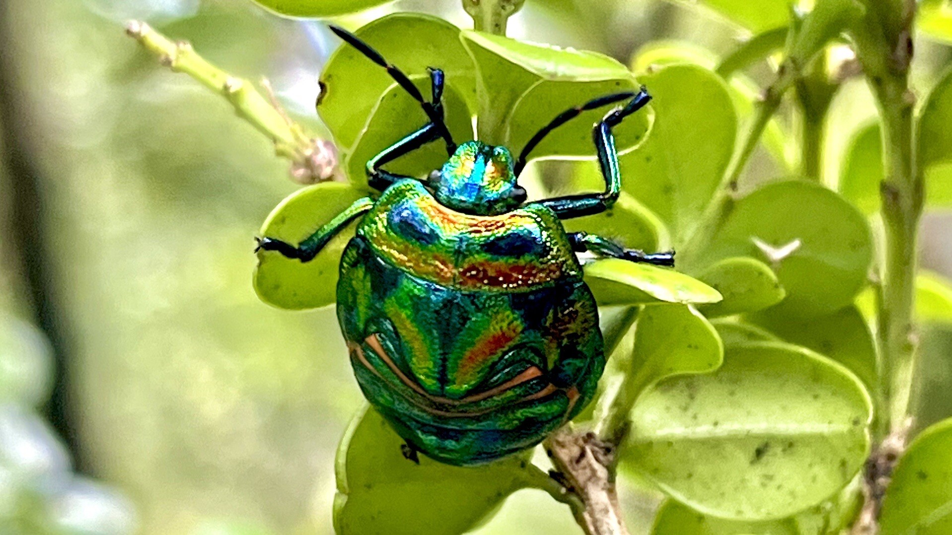 嘉穂アルプス その2 屏山 古処山＋ニシキキンカメムシ / Star☆Crossさんの古処山・屏山・馬見山・江川岳の活動データ | YAMAP / ヤマップ