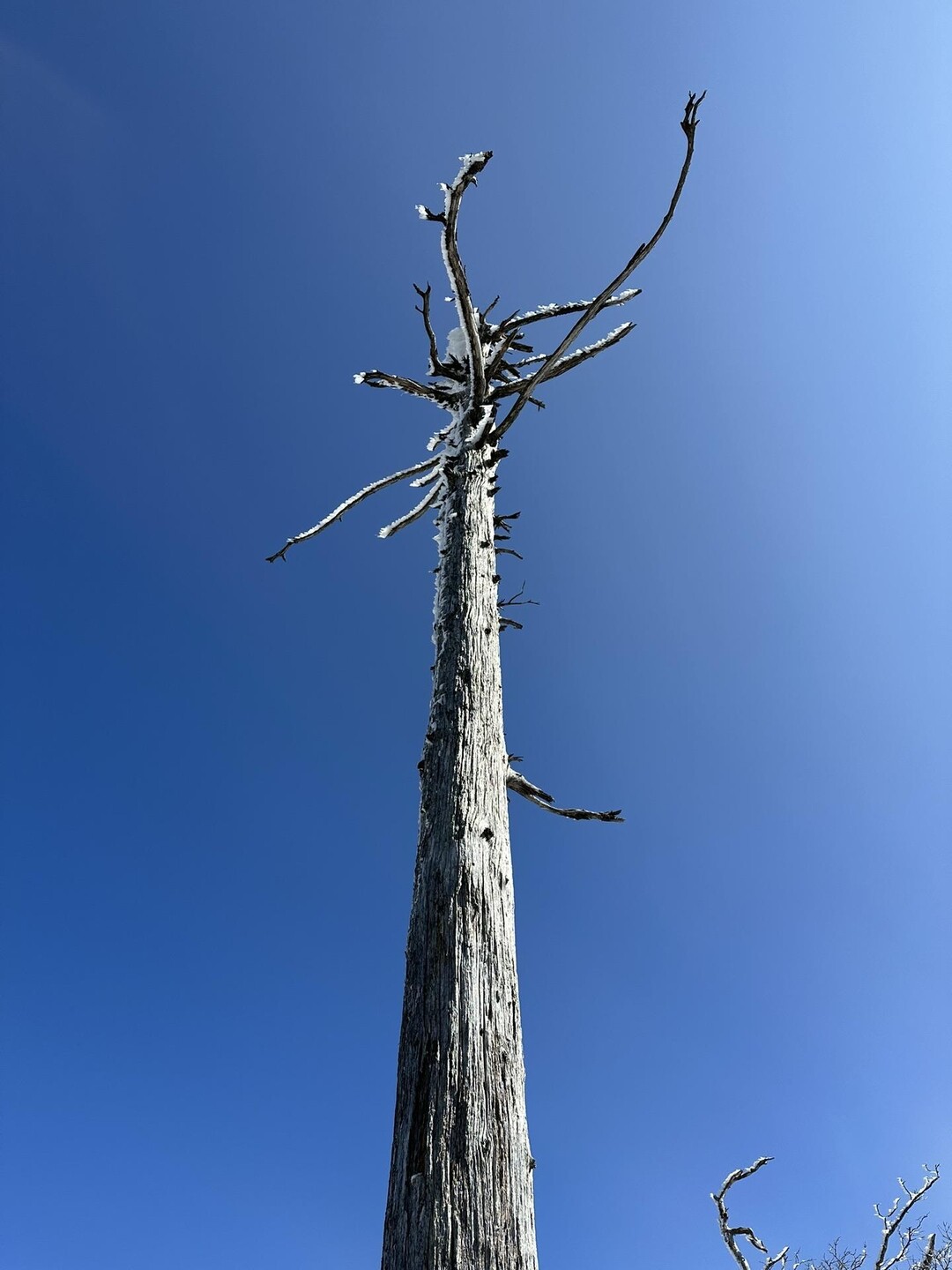 100-No.10 大峯山（八経ヶ岳) 天女の頂・弥山 / miiさんの八経ヶ岳の活動データ | YAMAP / ヤマップ