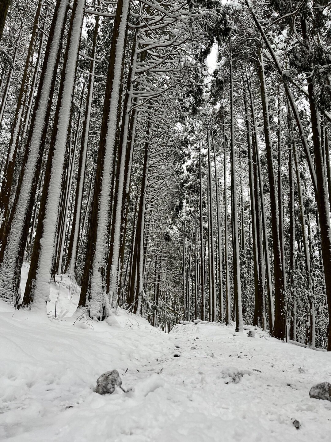 英彦山-2023-01-29 / h88☺︎さんの英彦山の活動データ | YAMAP / ヤマップ