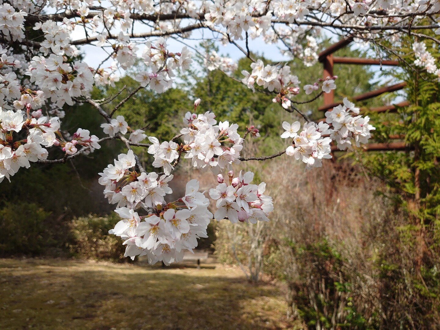 朝日山後の高根山。 さすがにここをレポで... / kontomoさんのモーメント | YAMAP / ヤマップ