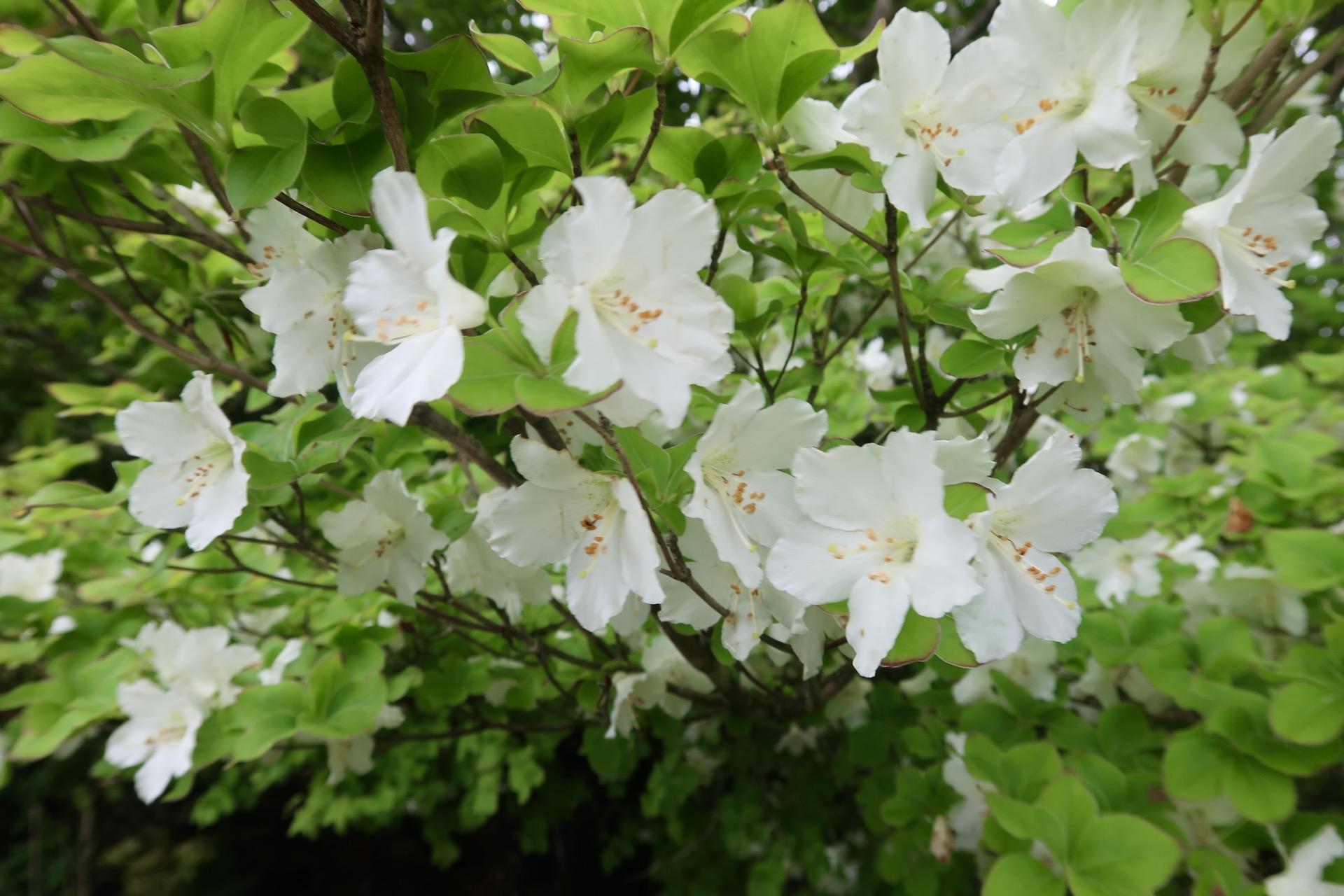 塔ノ岳 シロヤシオ咲く表尾根 / heeさんの塔ノ岳・丹沢山・蛭ヶ岳の活動データ | YAMAP / ヤマップ