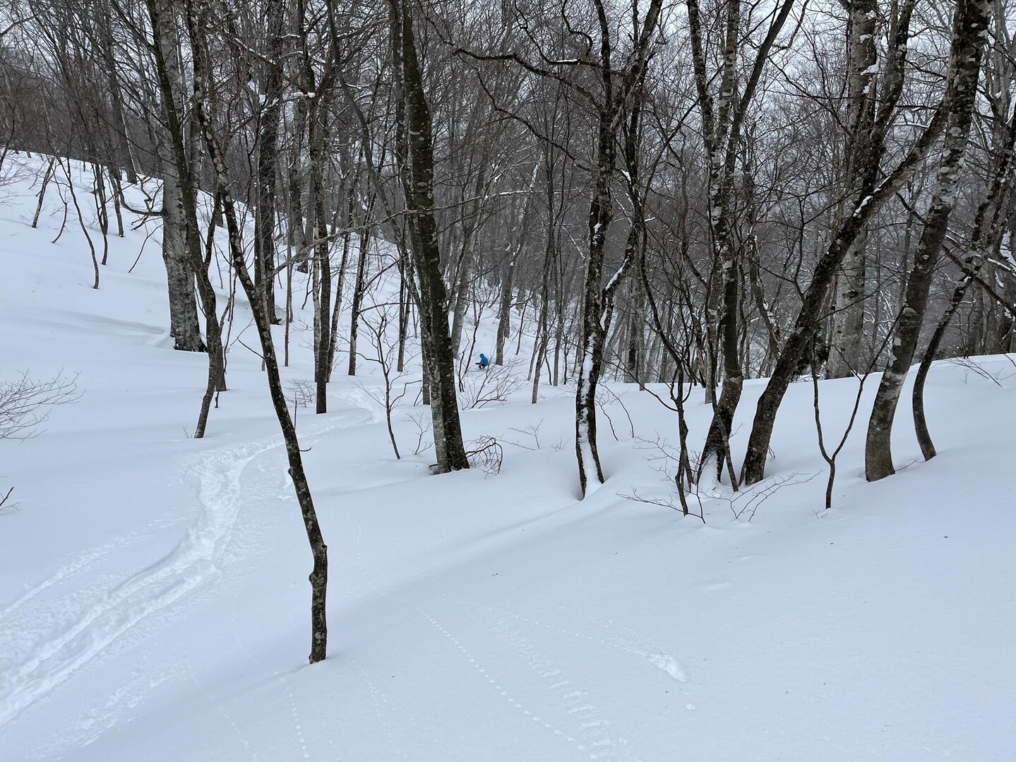 3月下旬のパウダ〜 / Telemacさんのモーメント | YAMAP / ヤマップ