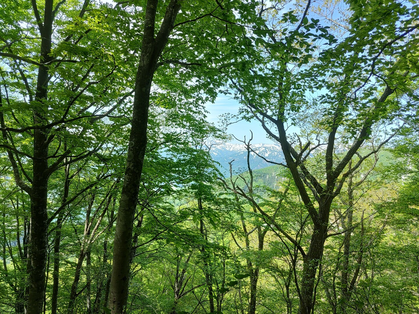 月山-本道寺口トレッキング / 大黒森PJ(旧FCドロンパ)さんの月山の活動データ | YAMAP / ヤマップ