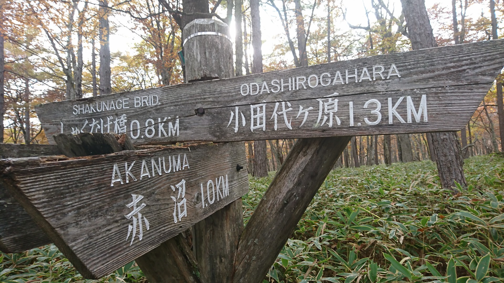 戦場が原 / N-saruさんのモーメント | YAMAP / ヤマップ