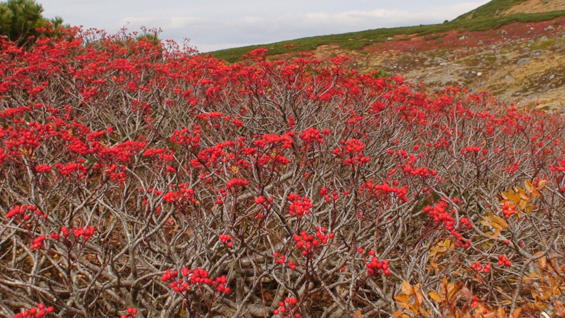 昔の山歩き、白山をUPしました。 htt... / Tona.Yamahasi.E.Sanpoさんのモーメント | YAMAP / ヤマップ
