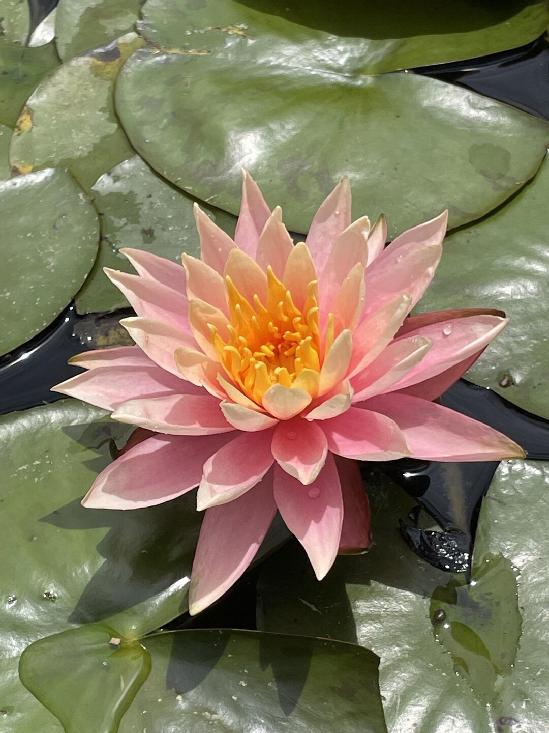 『ハスの花が見頃』というニュースを見て、... / CHIEsさんのモーメント | YAMAP / ヤマップ