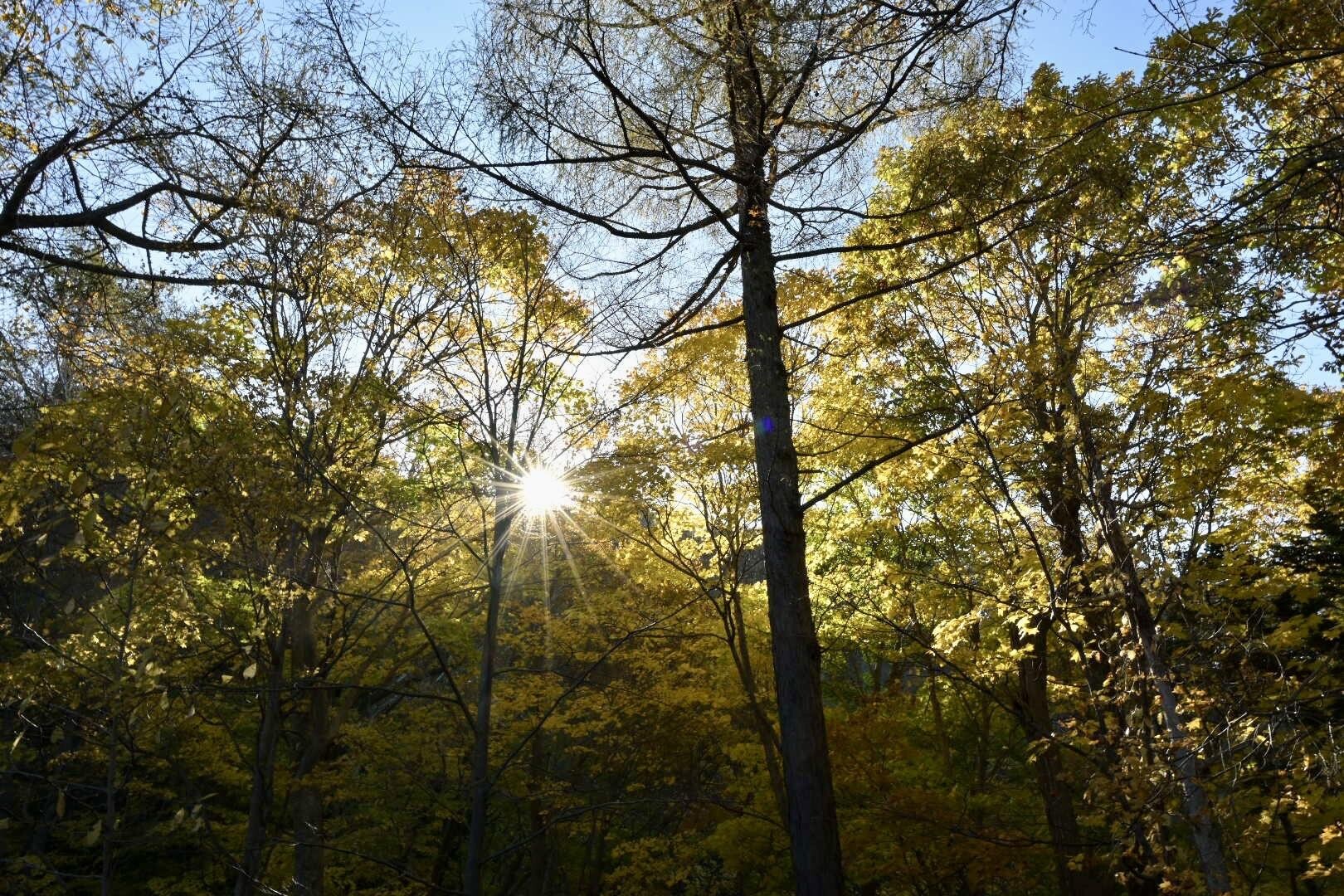 黄色く甘い藻岩山 / me_holicさんの藻岩山の活動データ | YAMAP / ヤマップ