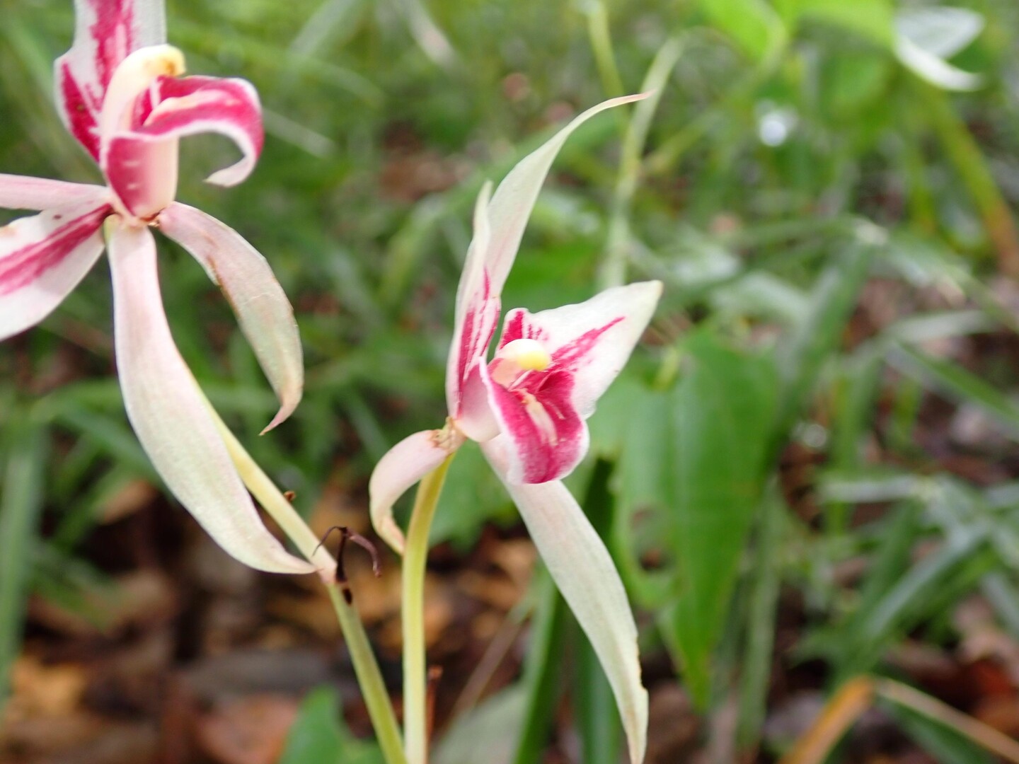 花を探しに長池公園 / yudoburiさんの八王子市の活動データ | YAMAP / ヤマップ