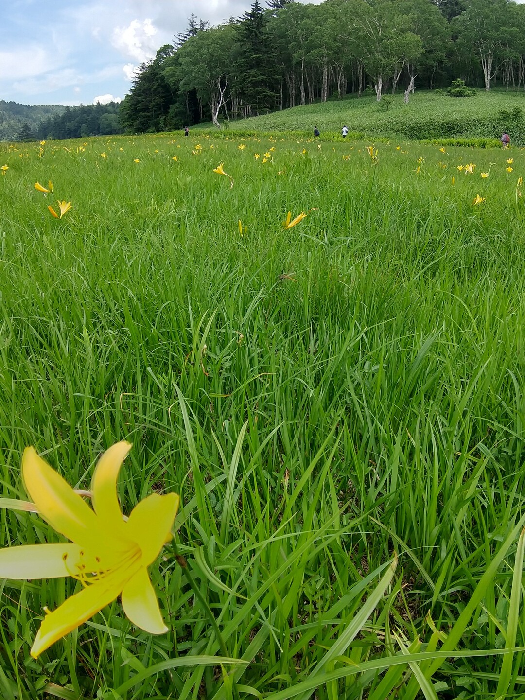 尾瀬の夏、大江湿原のニッコウキスゲと熊沢... / ひろさんのモーメント | YAMAP / ヤマップ