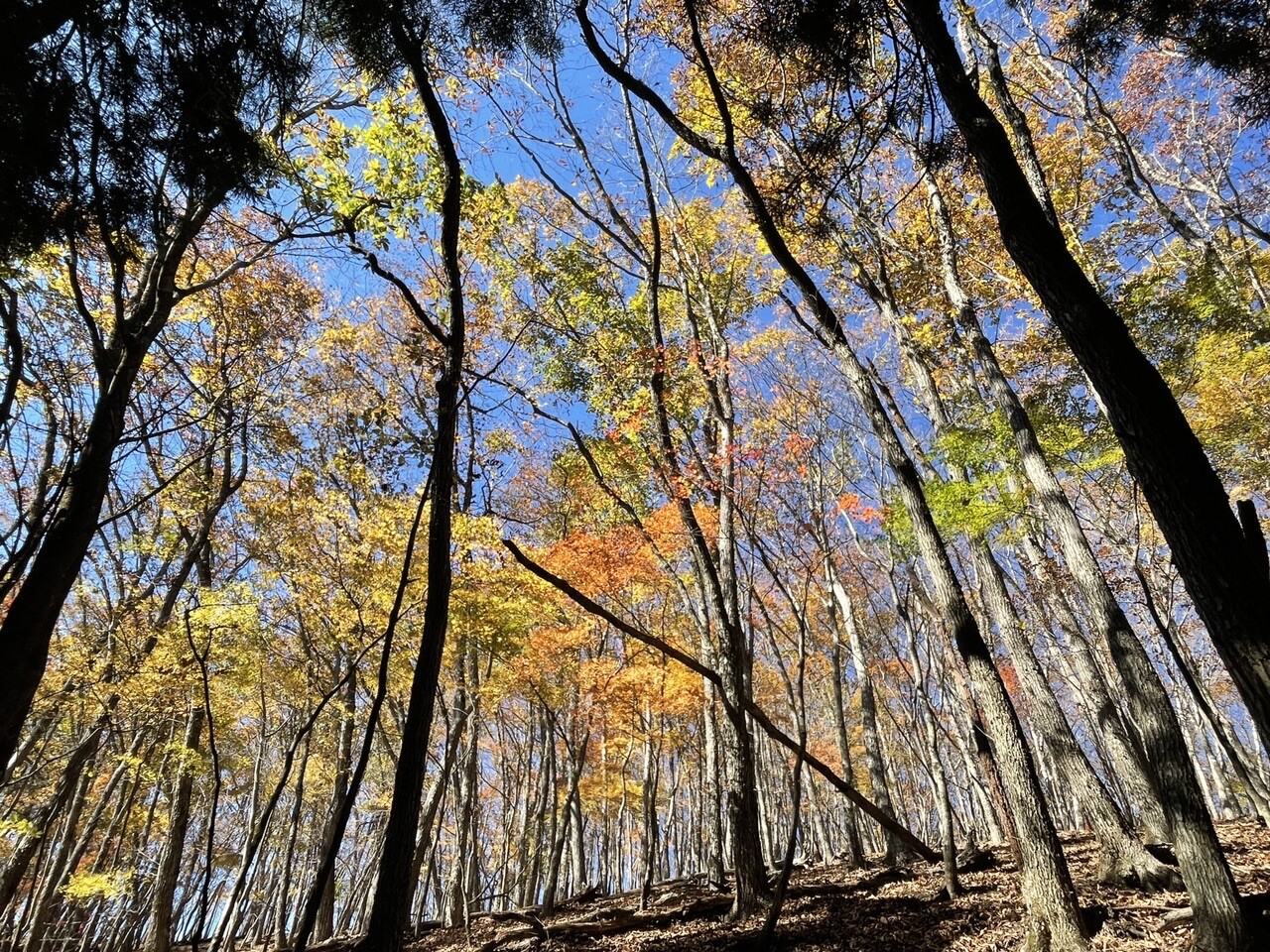 滝入ノ峰・横篶山 / うらさん（Bay Mountain）さんの雲取山・鷹ノ巣山・七ツ石山の活動データ | YAMAP / ヤマップ