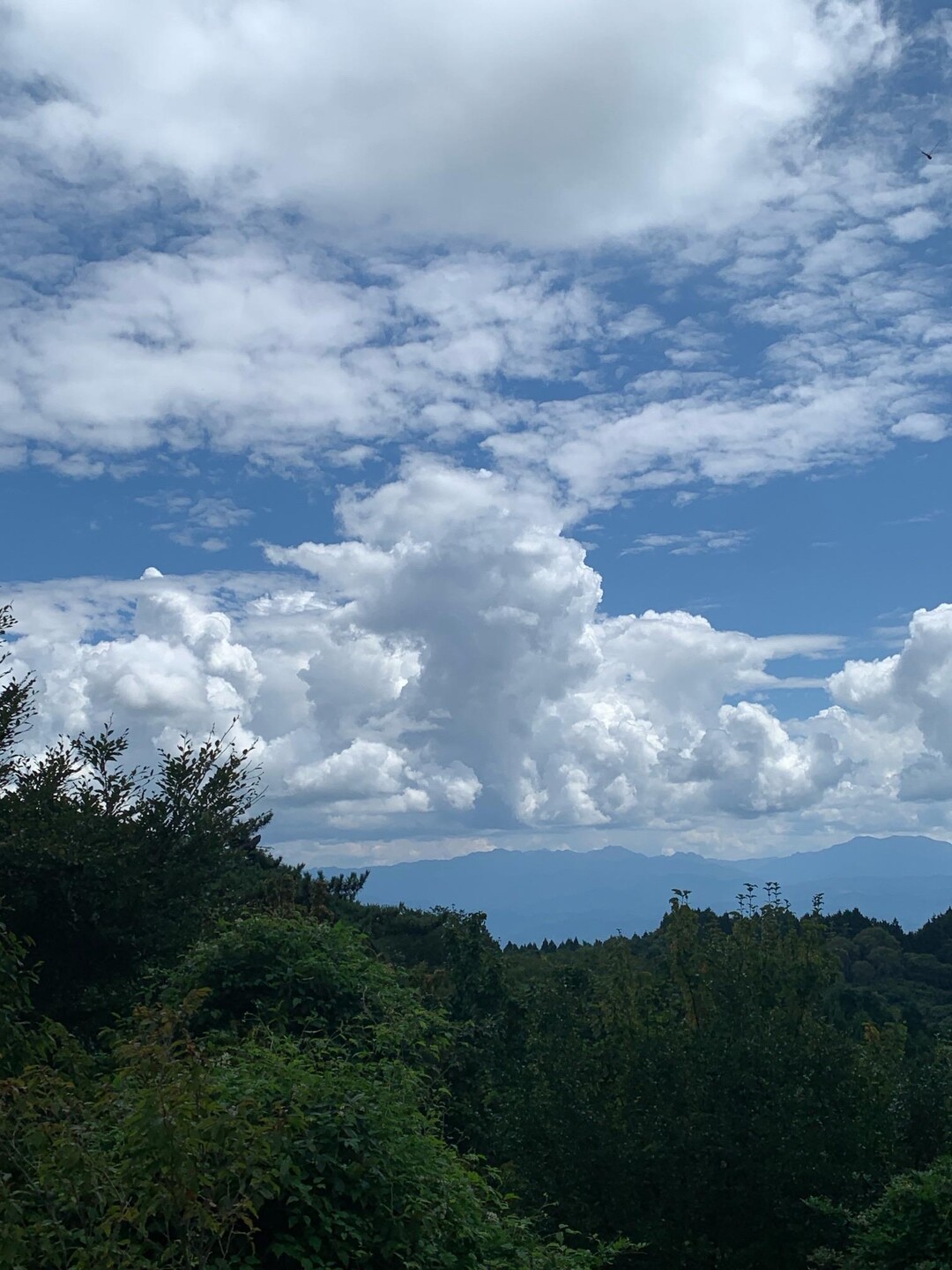 金剛山 寺谷〜念仏坂 / iwanemanさんの金剛山・二上山・大和葛城山の活動データ | YAMAP / ヤマップ