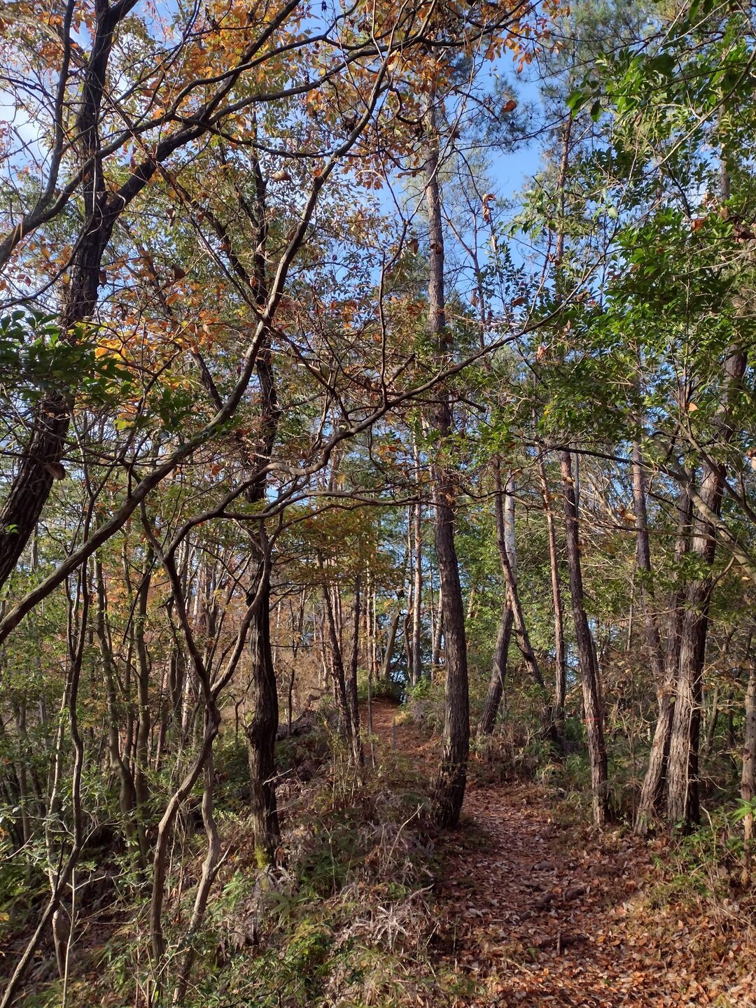 おはようございます☀ 日の出は拝めません... / sin-yaさんのモーメント | YAMAP / ヤマップ