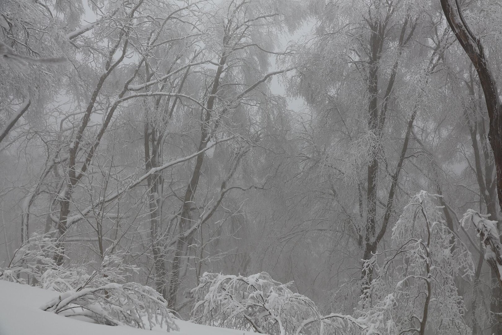 2月の最初の三連休は岡山県の毛無山へ。 ... / kazuさんのモーメント | YAMAP / ヤマップ
