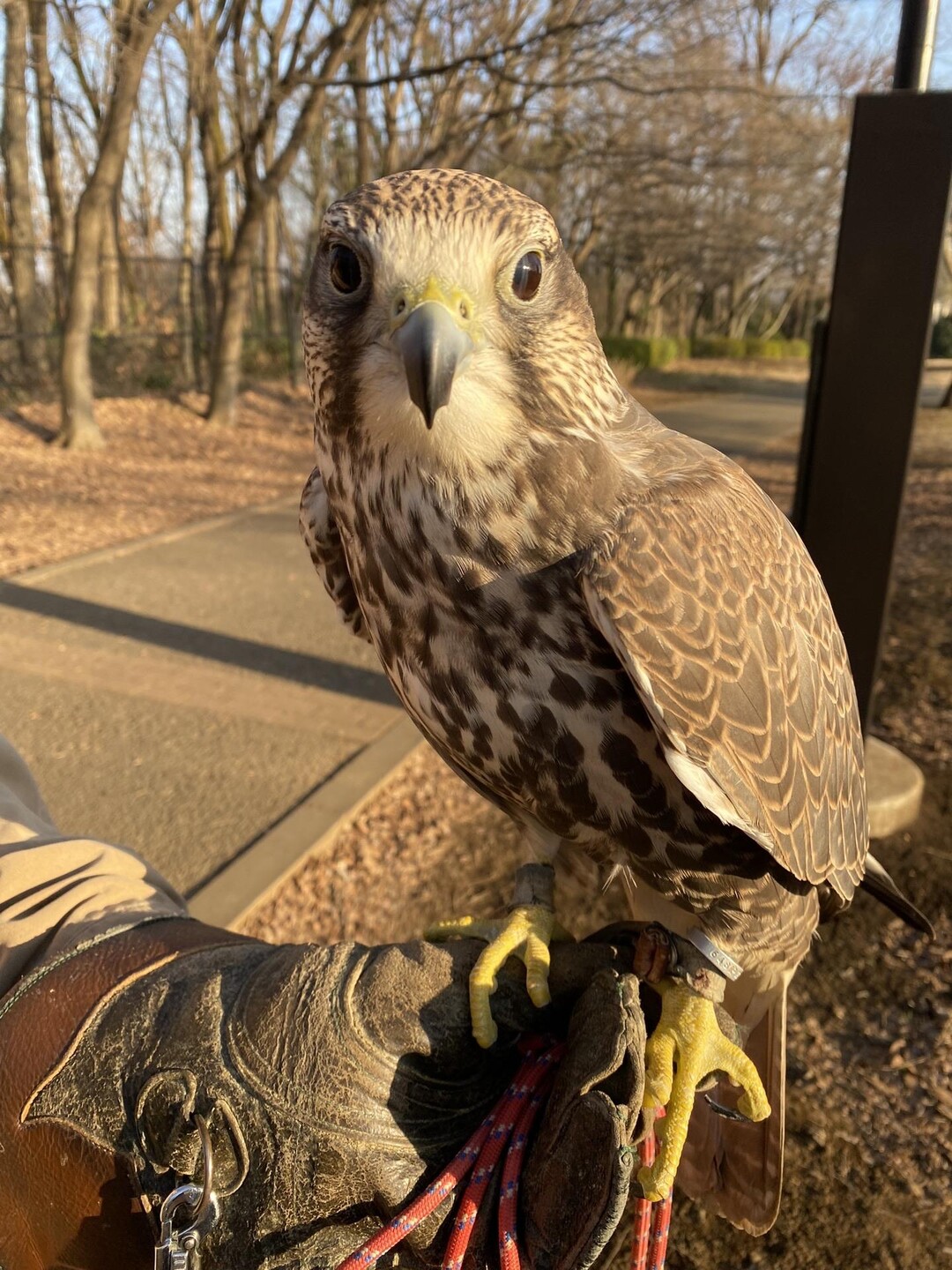 ひよどり山・bar / ゆうさんの甲州街道（府中宿～横山宿）の活動データ | YAMAP / ヤマップ
