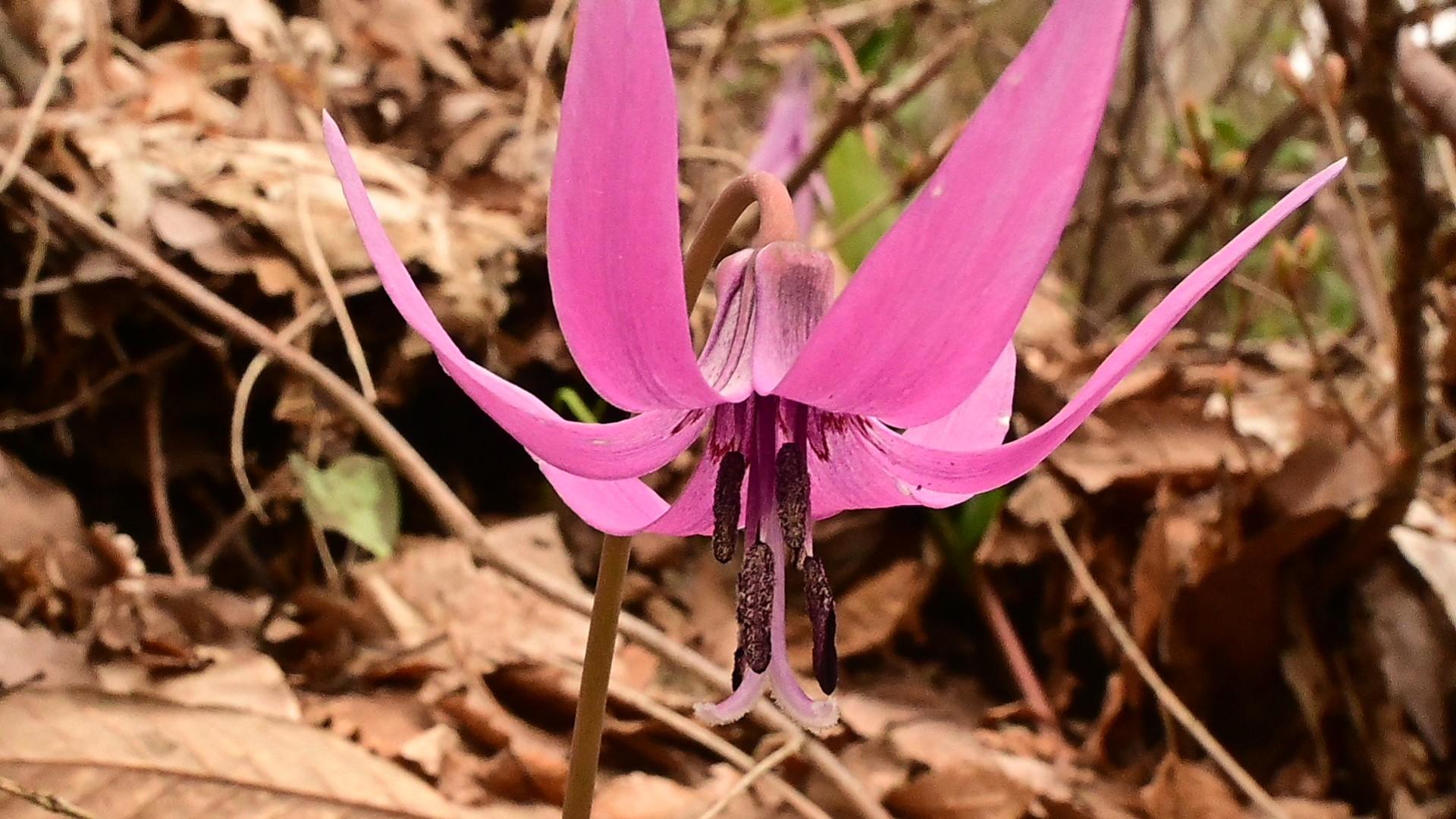 鳥屋山 SLも走るよ🚂 / すだちゃんさんの鳥屋山の活動データ | YAMAP / ヤマップ