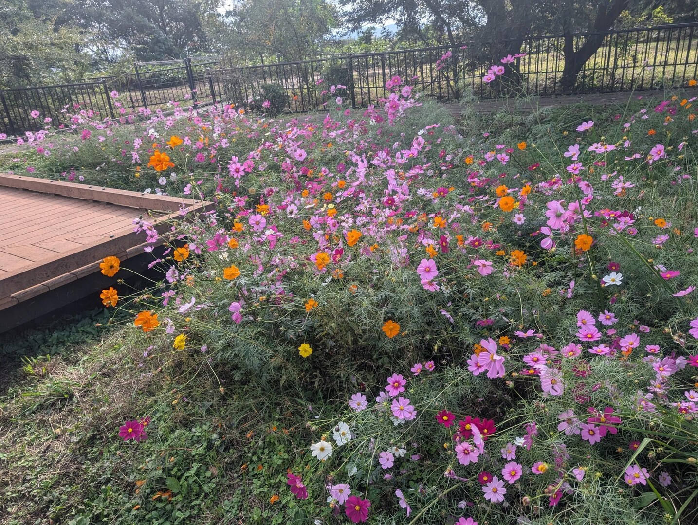 午後のお茶しに来ました ... / ふぁんきー.kix さんのモーメント | YAMAP / ヤマップ