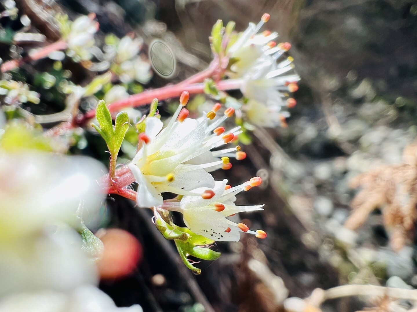 はじめまして♡ 会えて嬉しい🥰 / sana sanaさんのモーメント | YAMAP / ヤマップ
