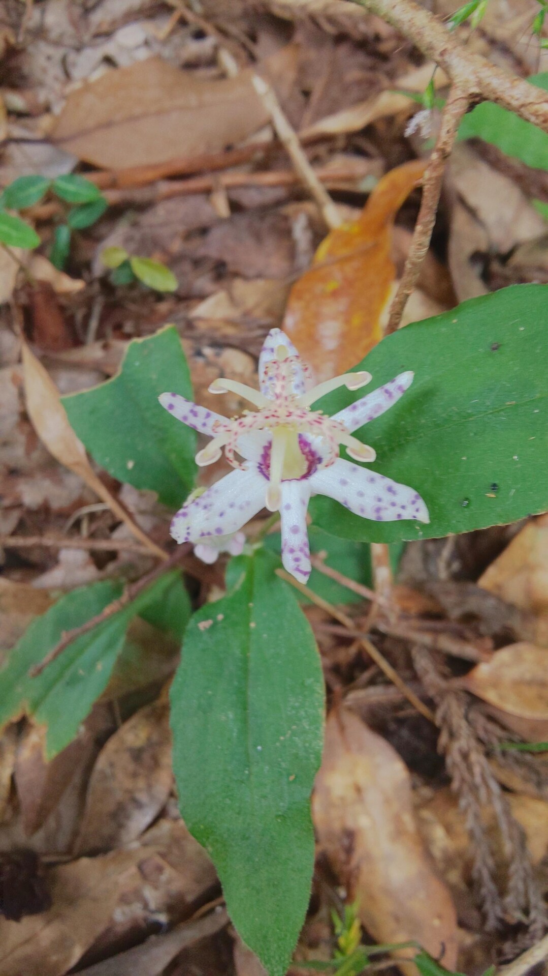 見苦しい写真が1枚有ります m(_ _)... / Sunちゃん0315さんのモーメント | YAMAP / ヤマップ