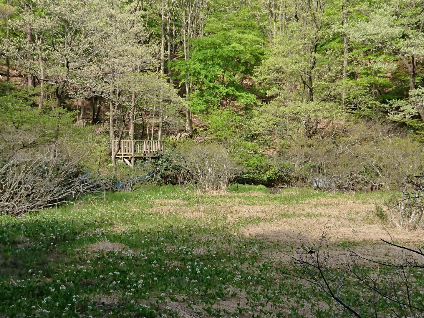 湿原🌿山門水源の森から東ヶ谷山（総見山） / jun31さんの東ヶ谷山・山門水源の森の活動データ | YAMAP / ヤマップ