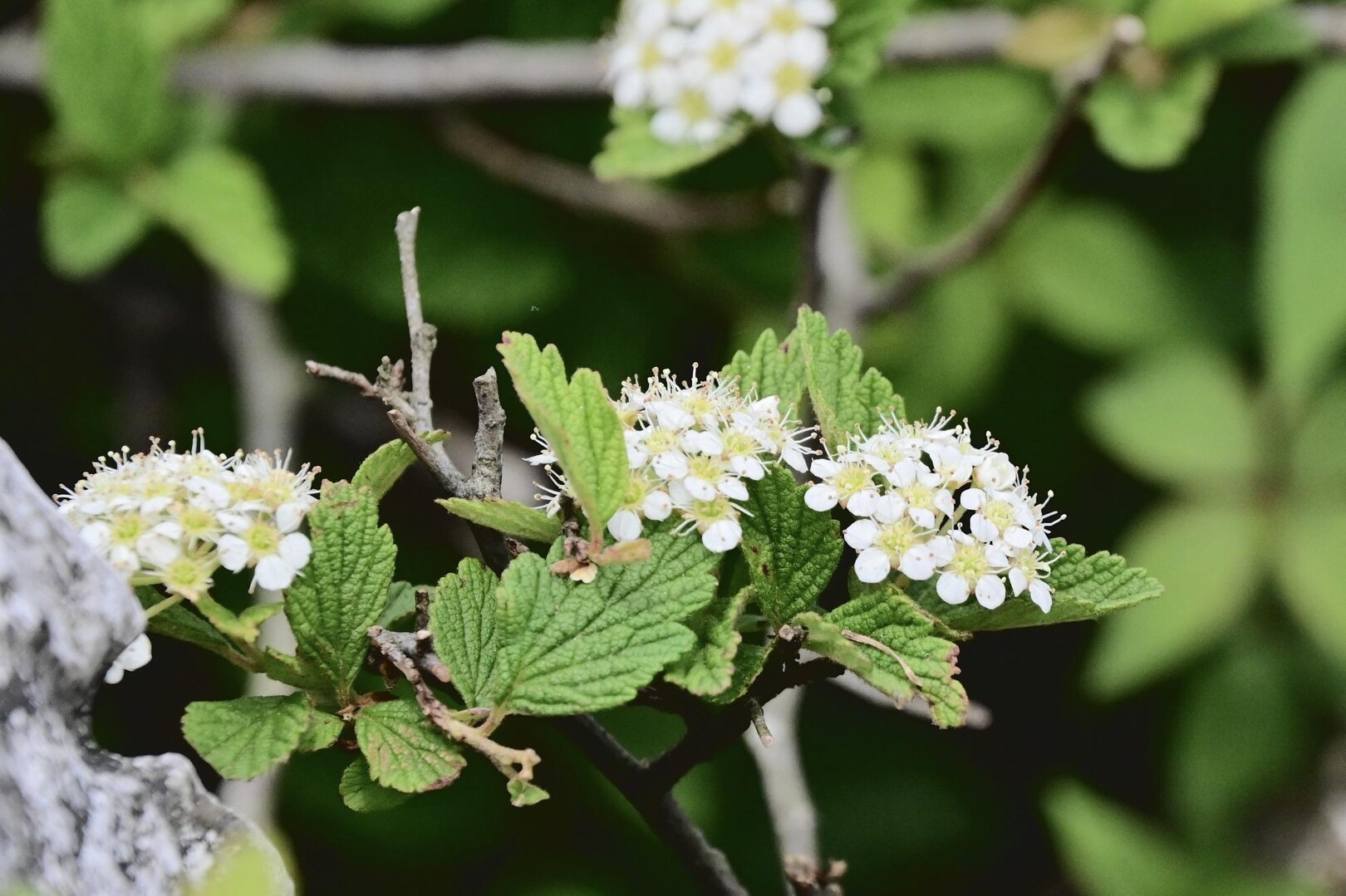 徳蔵山・伊吹山 / hikaさんの伊吹山・伊吹高原・御座峰の活動データ | YAMAP / ヤマップ