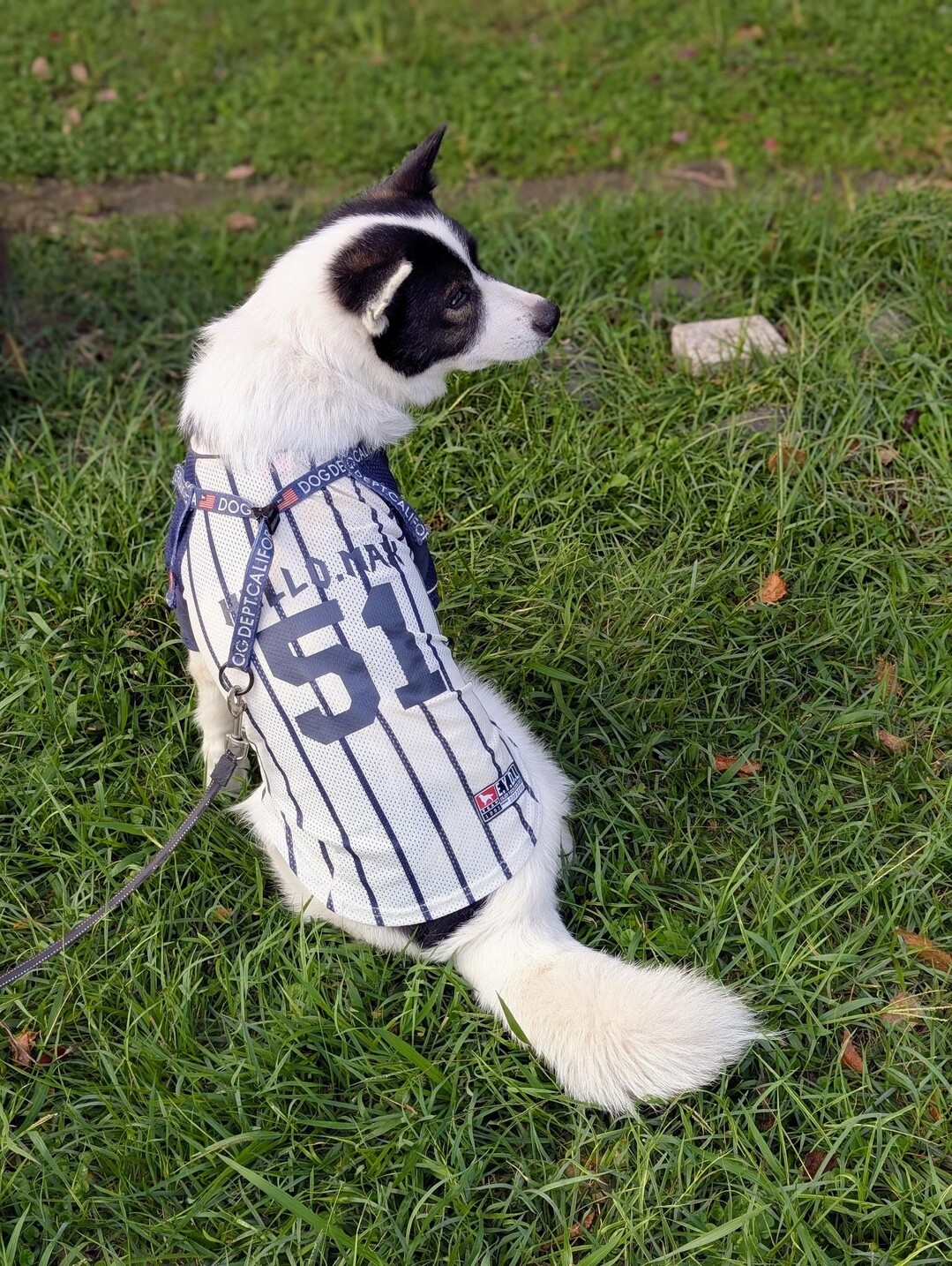 Dog morning 🌤️🕖️ ... / もみじ🐺 & パパ😎さんのモーメント | YAMAP / ヤマップ