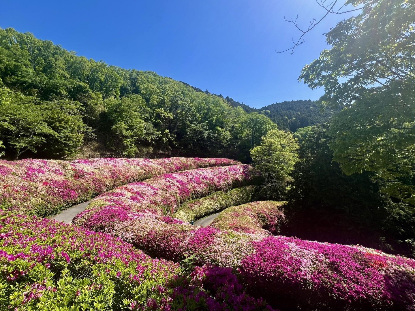 ツツジロール🌺旗立山・神津嶽 / moboさんの生駒山・神津嶽・大原山の活動データ | YAMAP / ヤマップ